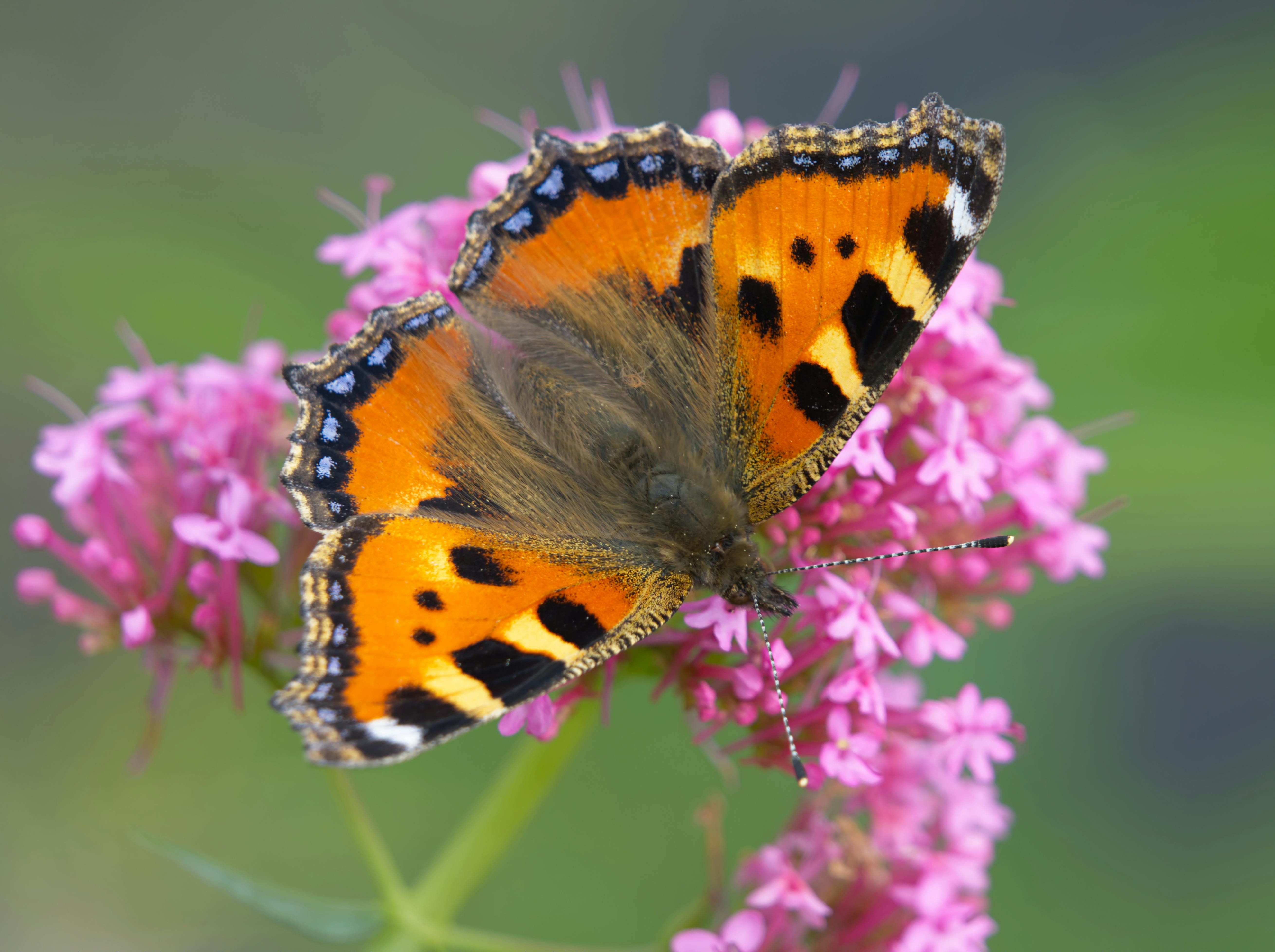 Orange Butterfly Photos, Download The BEST Free Orange Butterfly Stock ...