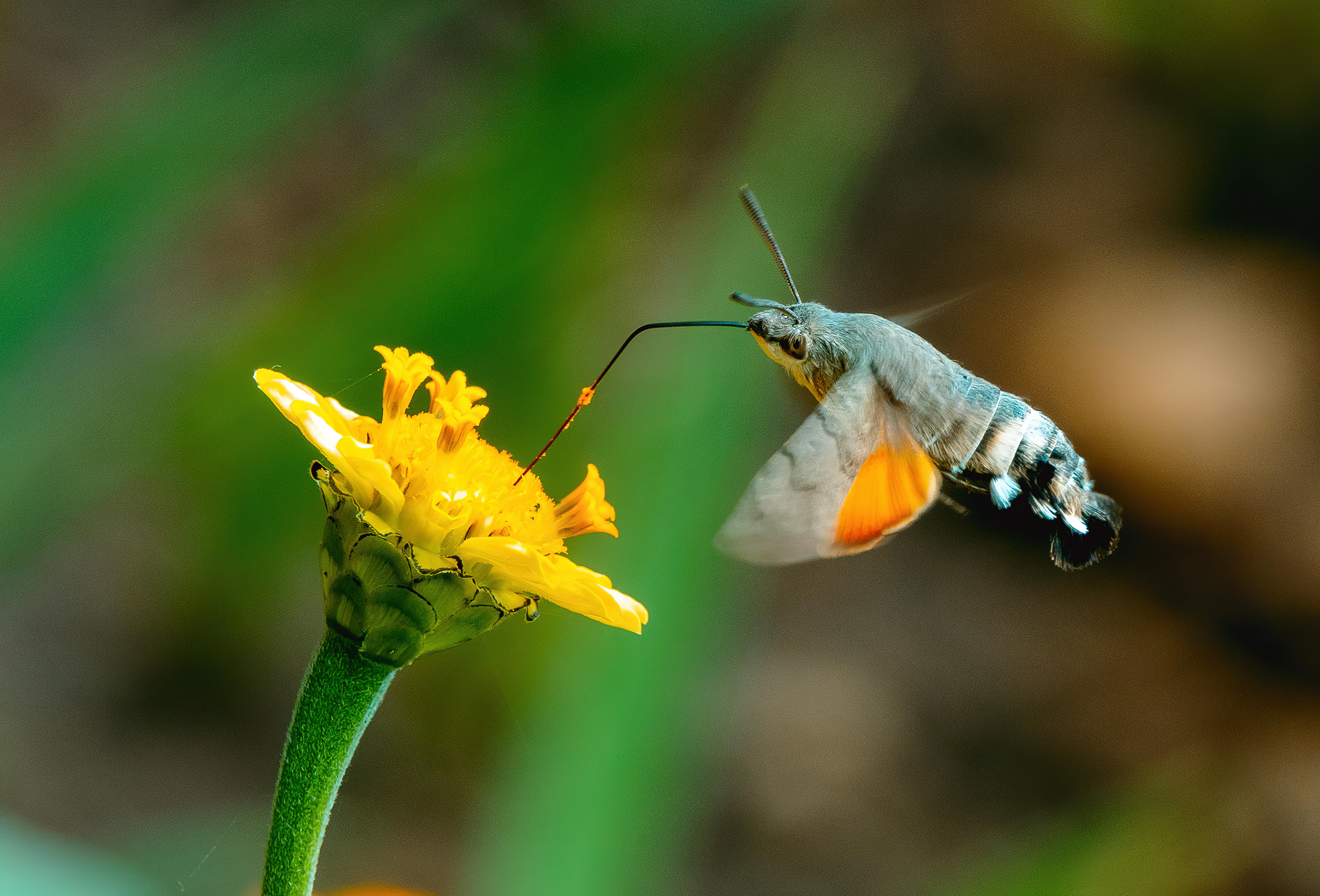 A Close-up Shot of a Moth Sucking Nectar on a Yellow Flower · Free ...