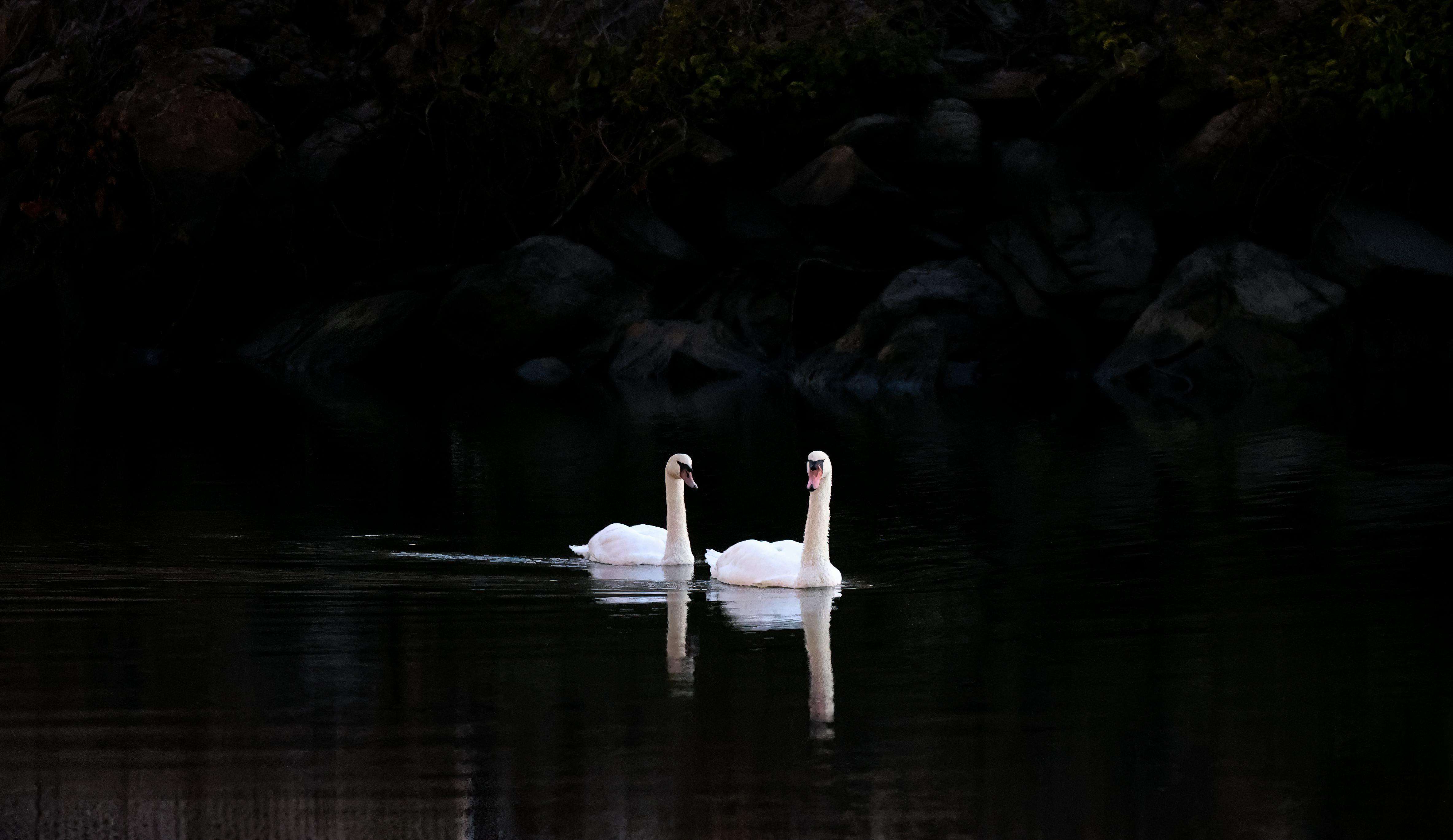 Swans in Body of Water · Free Stock Photo