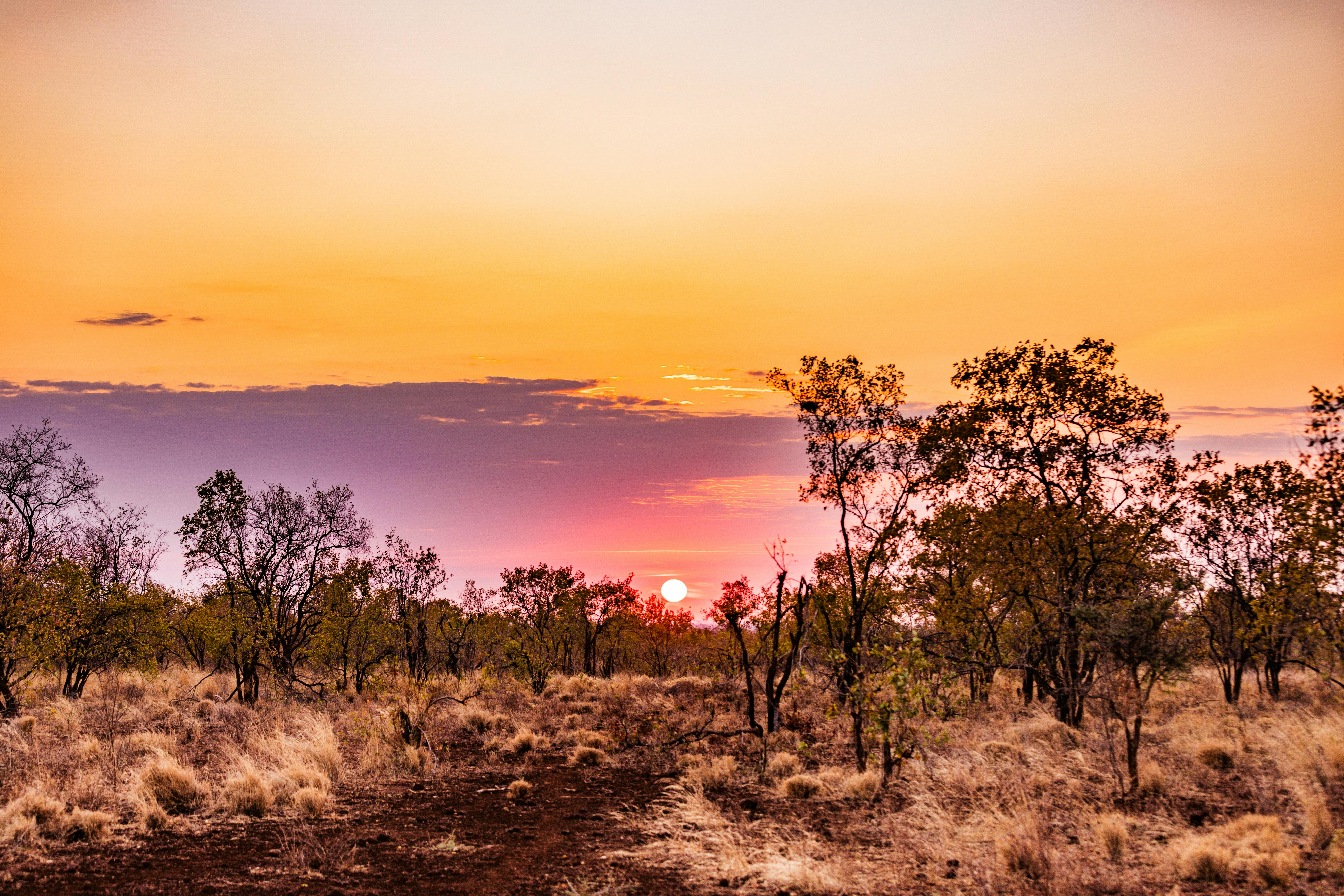 Purple Clouds over Trees at Sunset · Free Stock Photo