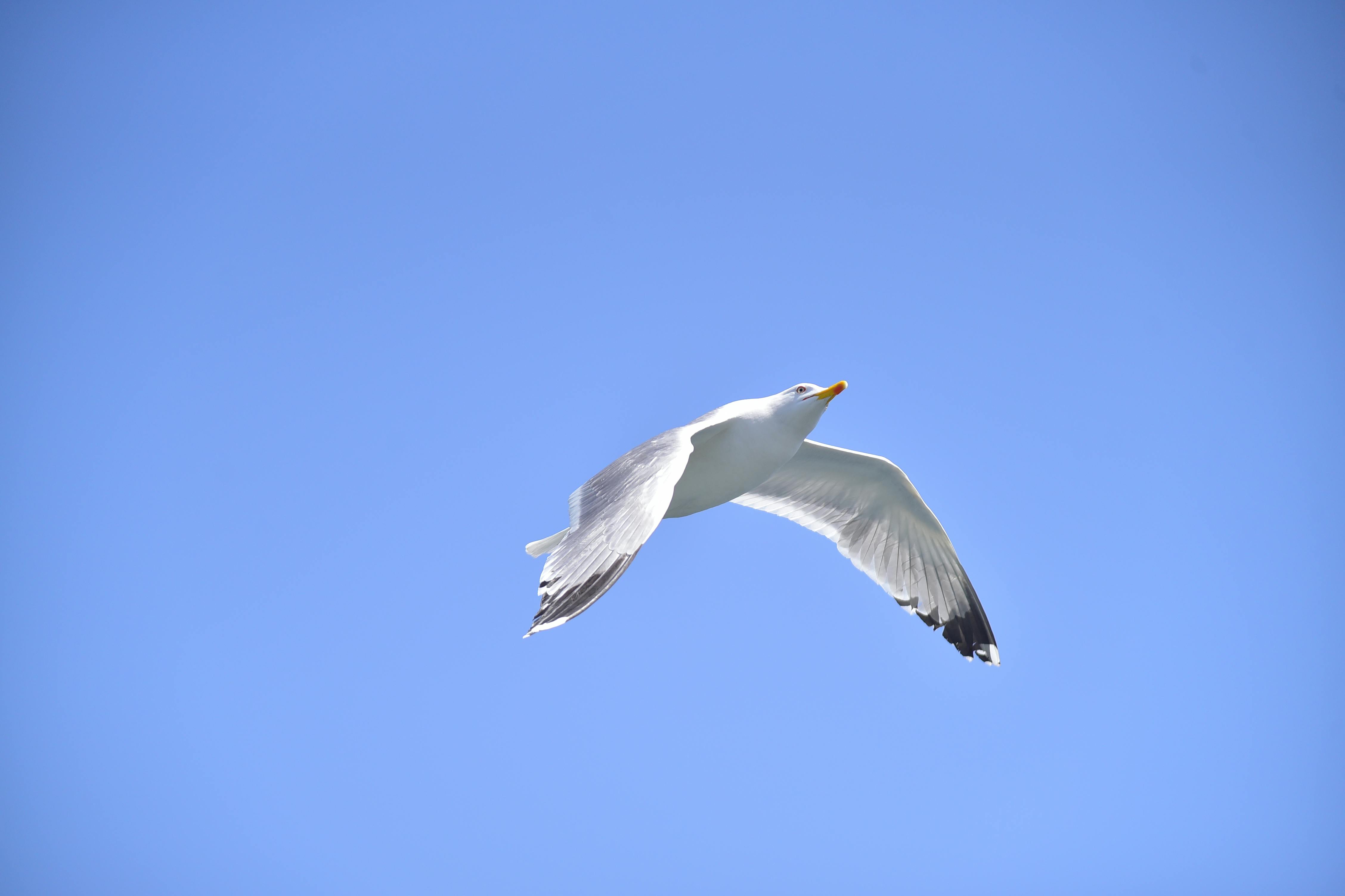 Low Angle Photography of a Bird Flying · Free Stock Photo