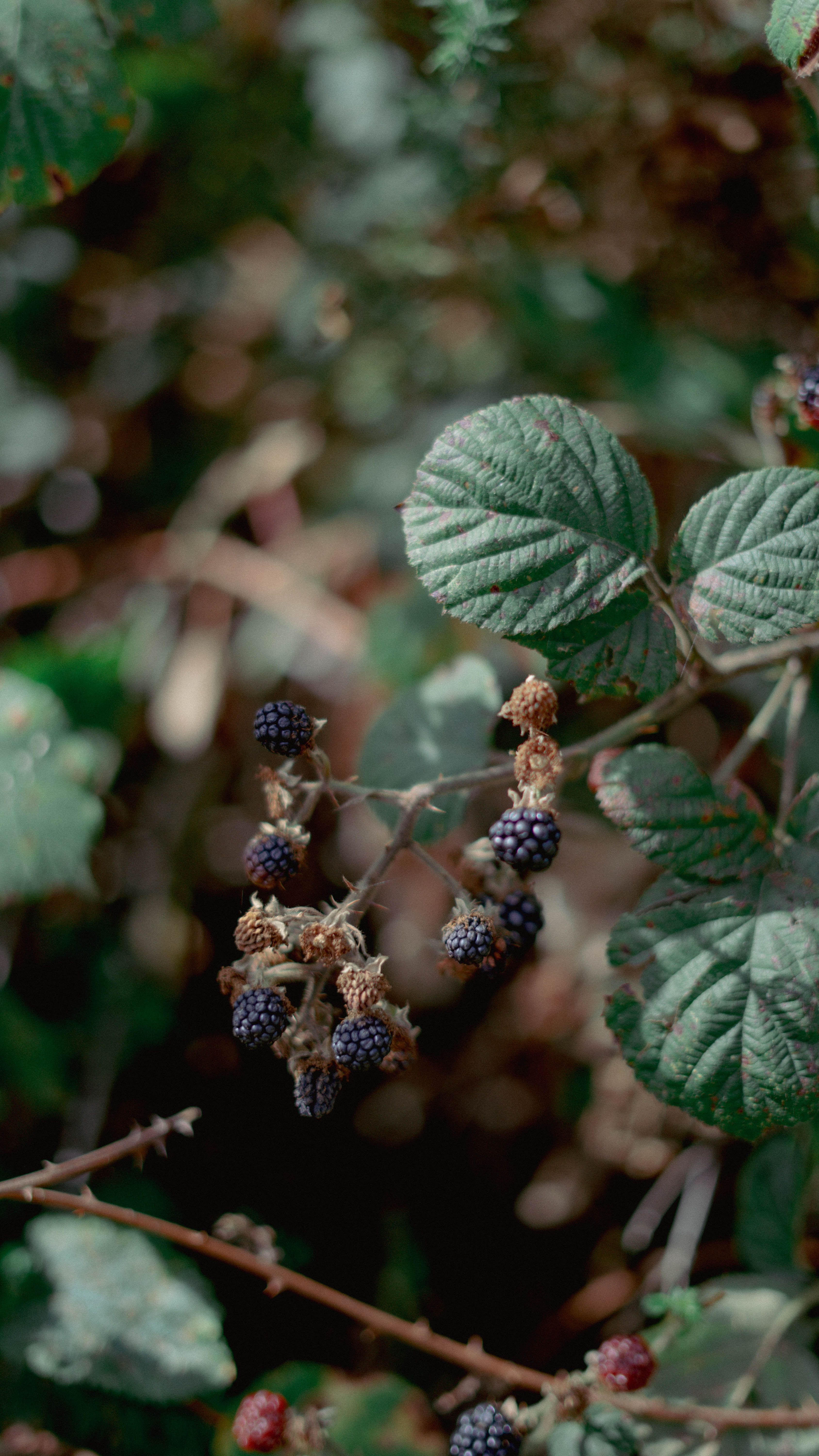 Close-Up Shot of Fresh Blackberries · Free Stock Photo