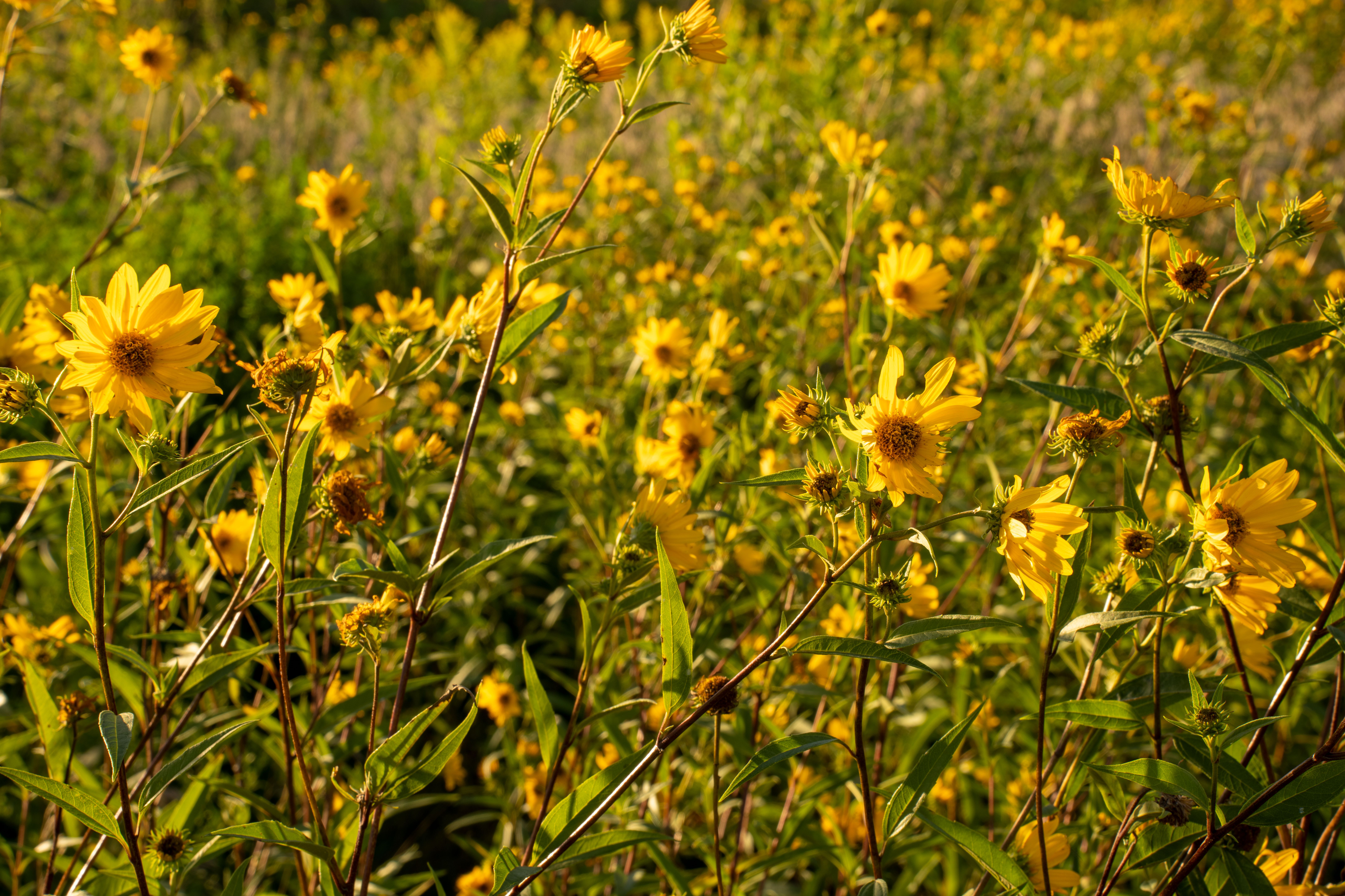 Common Sunflowers in Bloom · Free Stock Photo