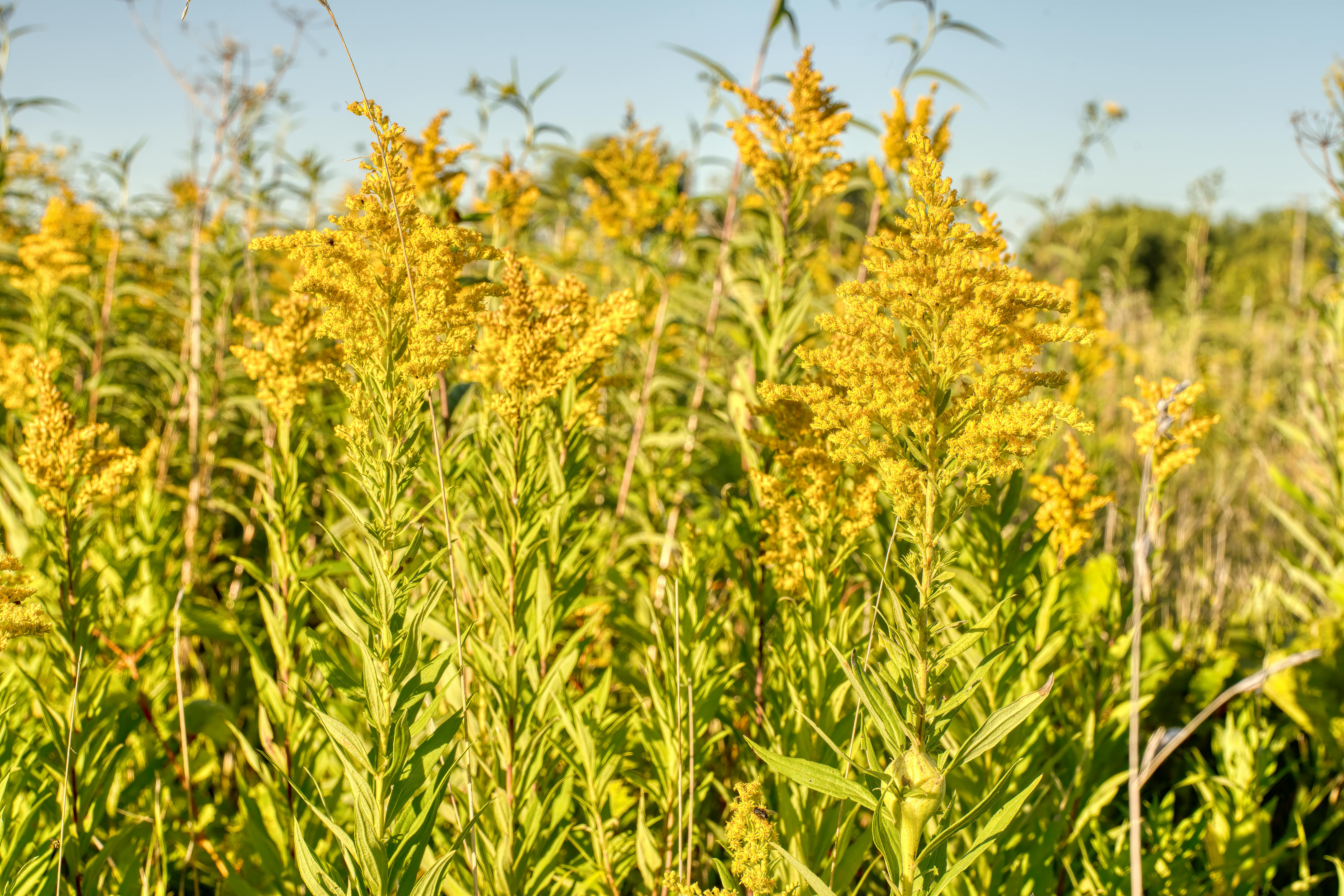 Canadian Goldenrod Plants in Close-up Shot · Free Stock Photo