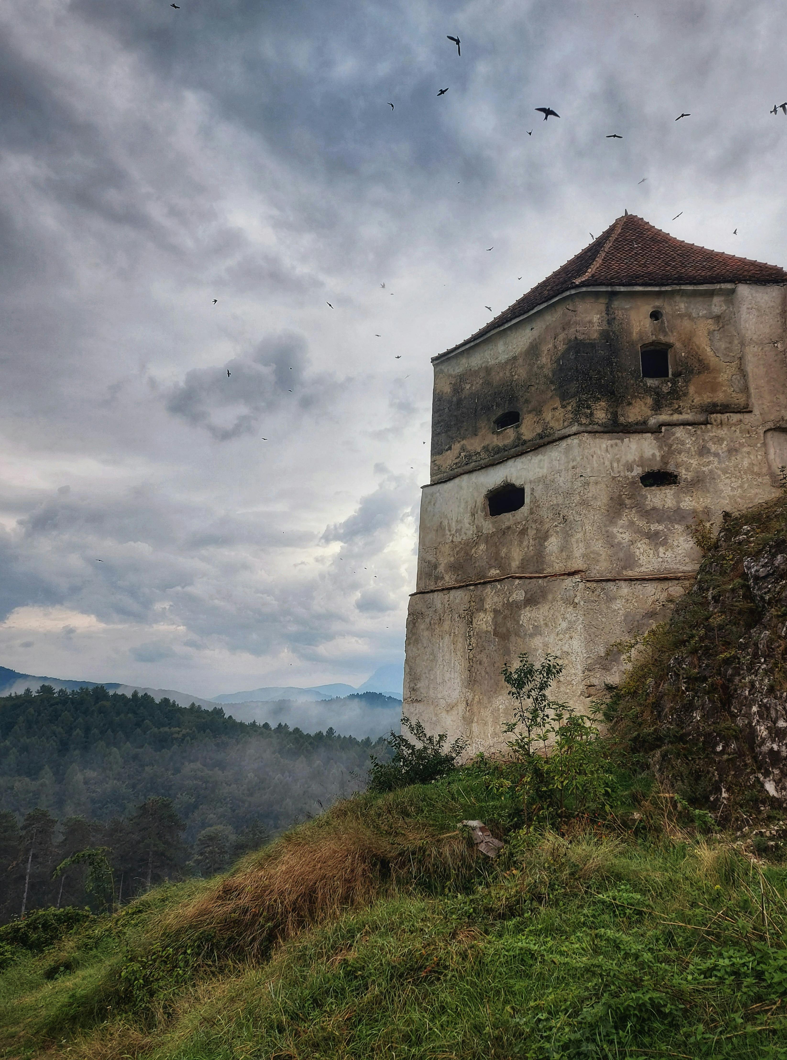 Gini Grass Photos, Download Free Gini Grass Stock Photos & HD Images