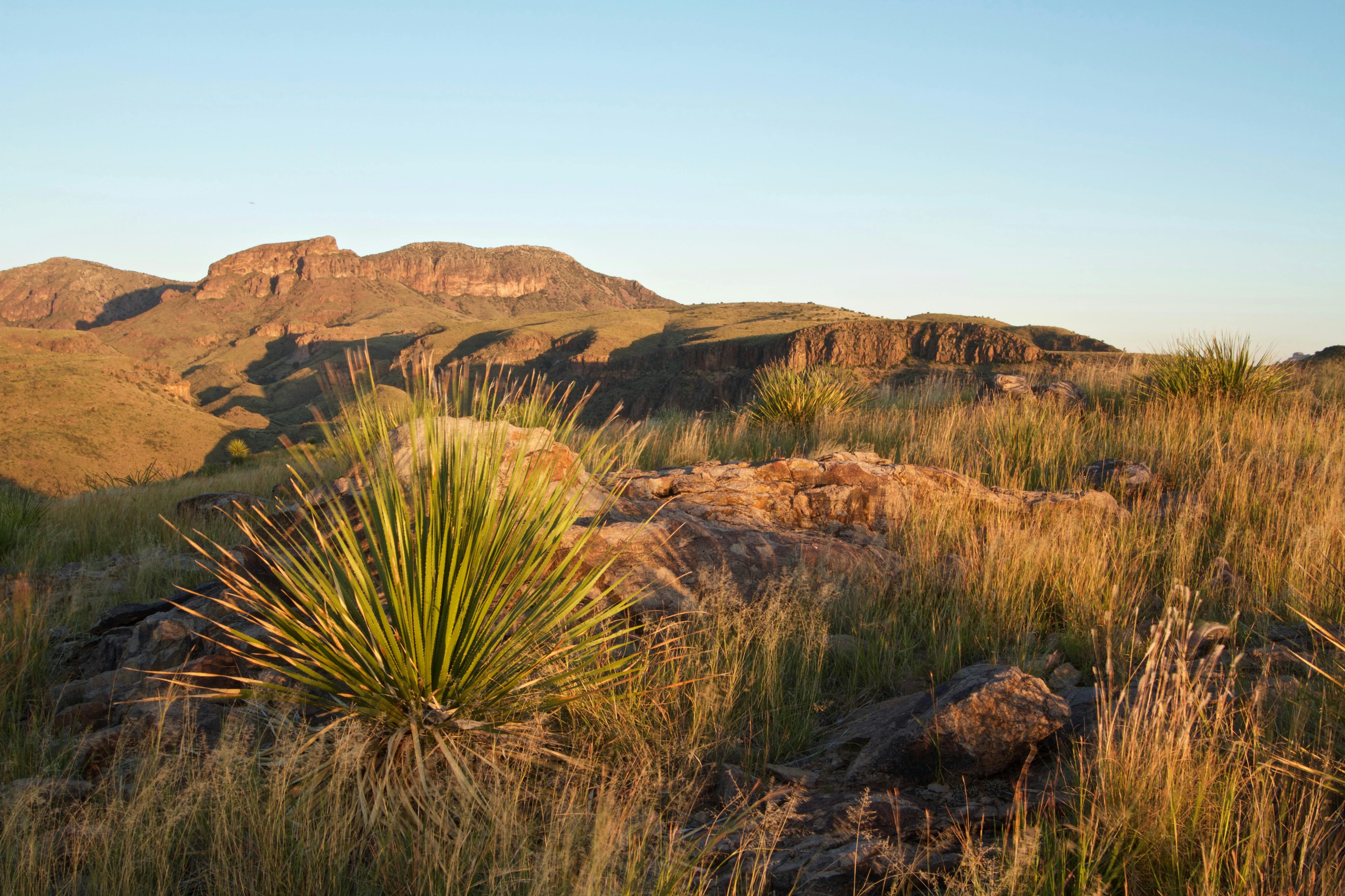 Vegetation on Wasteland · Free Stock Photo