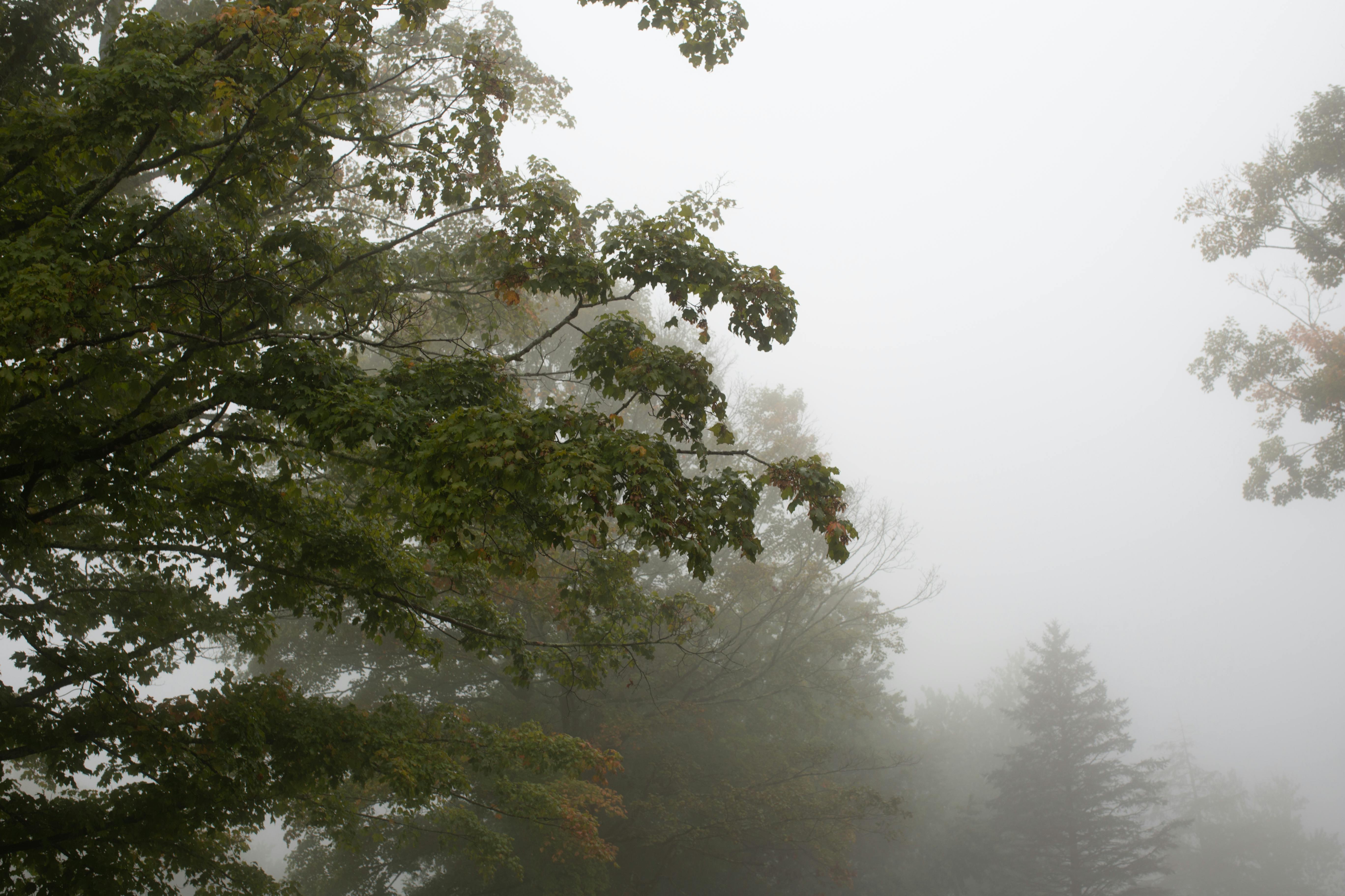 Trees Surrounded by Fog · Free Stock Photo