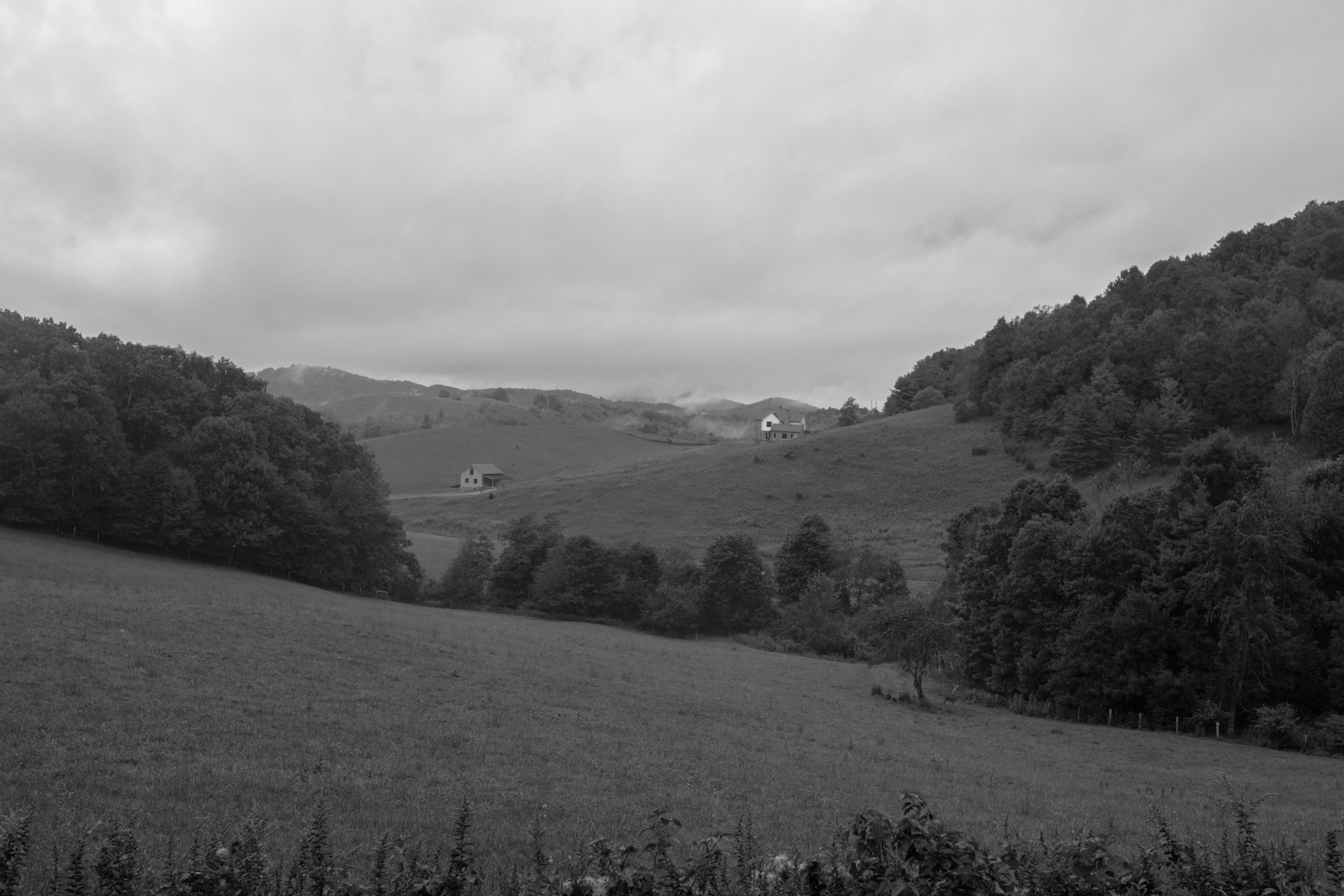 Grayscale Photo of Tree in Grass Field · Free Stock Photo
