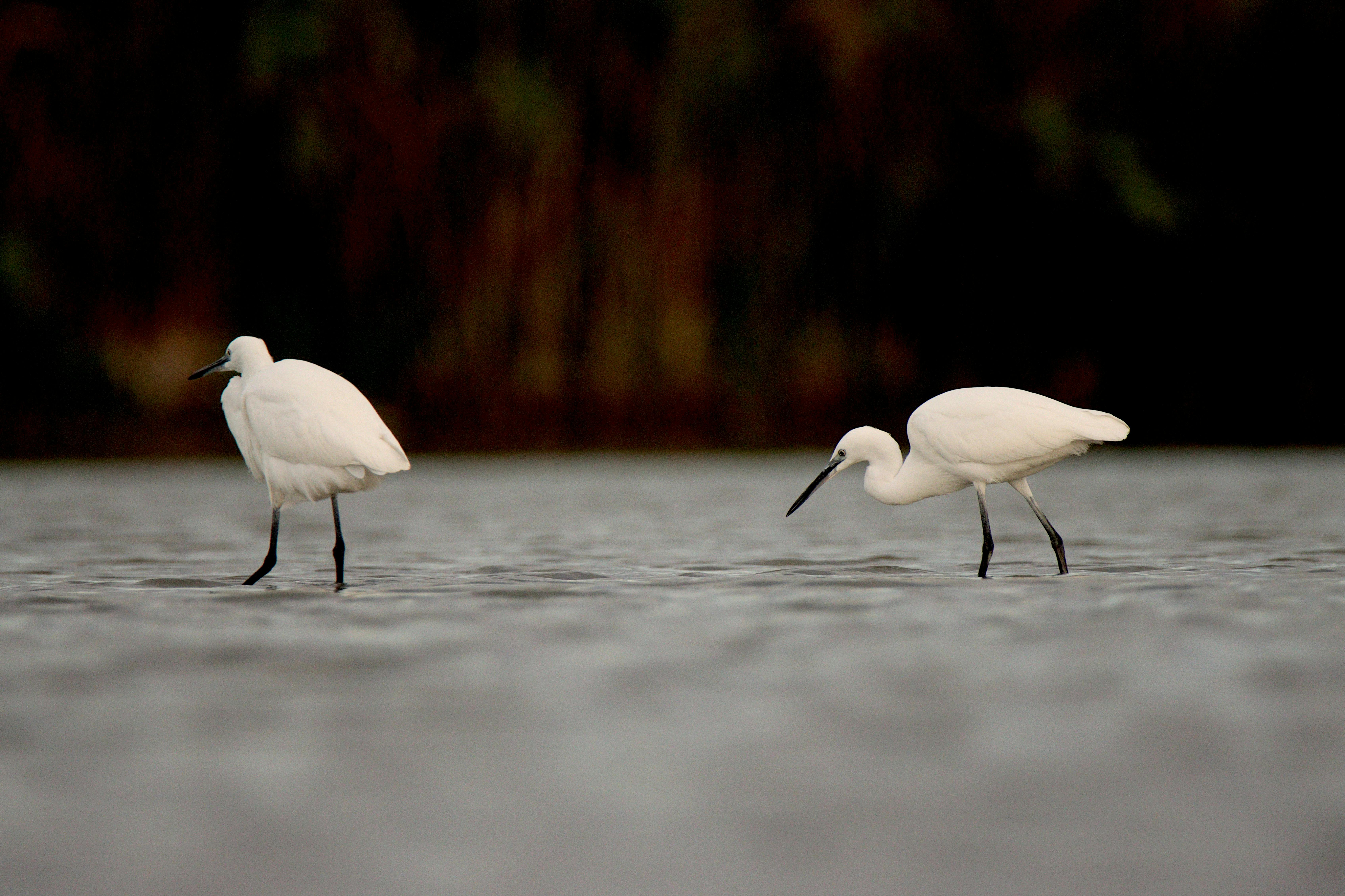 Foto de stock gratuita sobre aves, cuerpo de agua, fotografía de aves ...