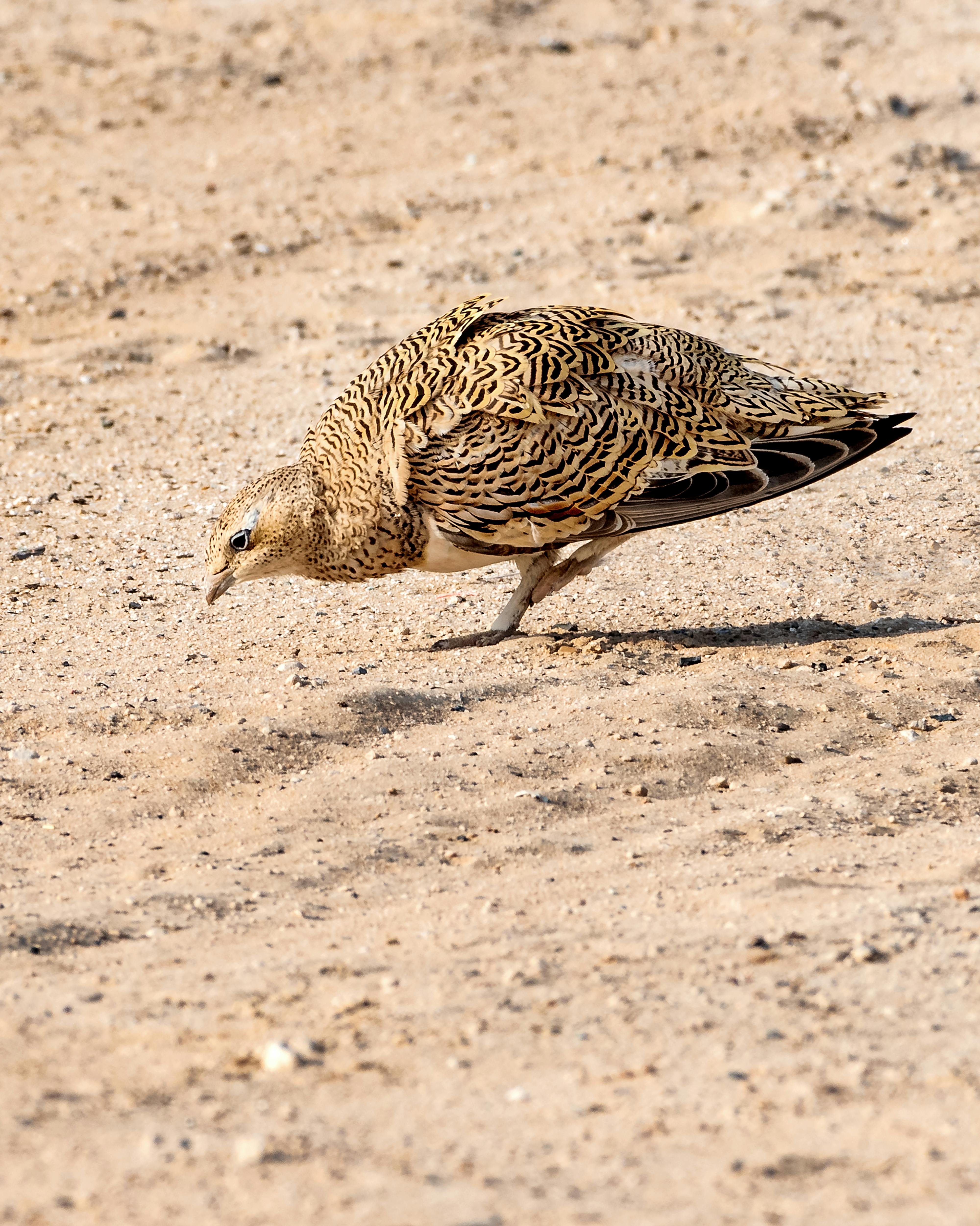 Black-Bellied Sandgrouse on Brown Sand · Free Stock Photo