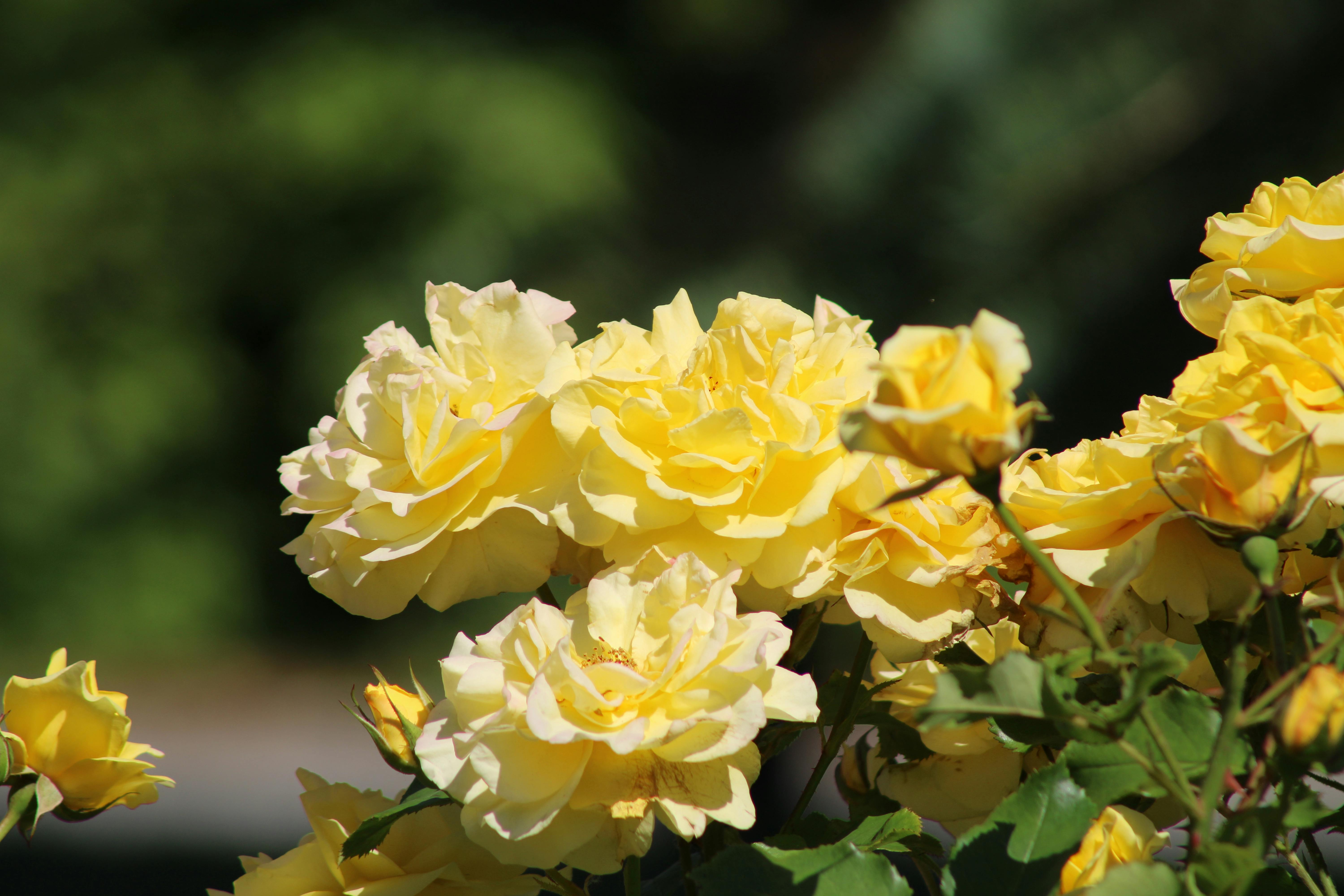 Sunsprite Photos, Download The BEST Free Sunsprite Stock Photos & HD Images