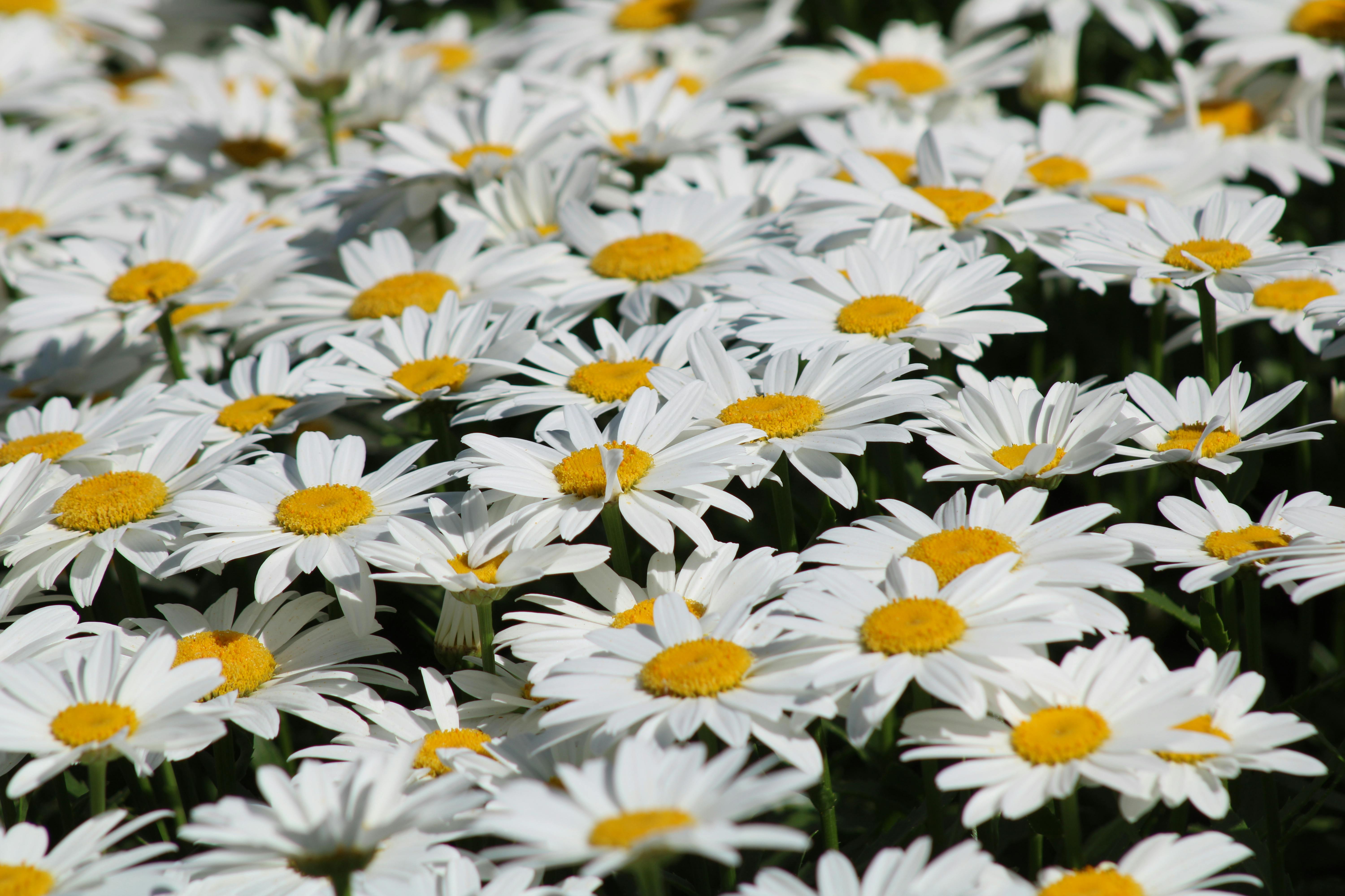 A Bunch of Daisy Flowers in Bloom · Free Stock Photo