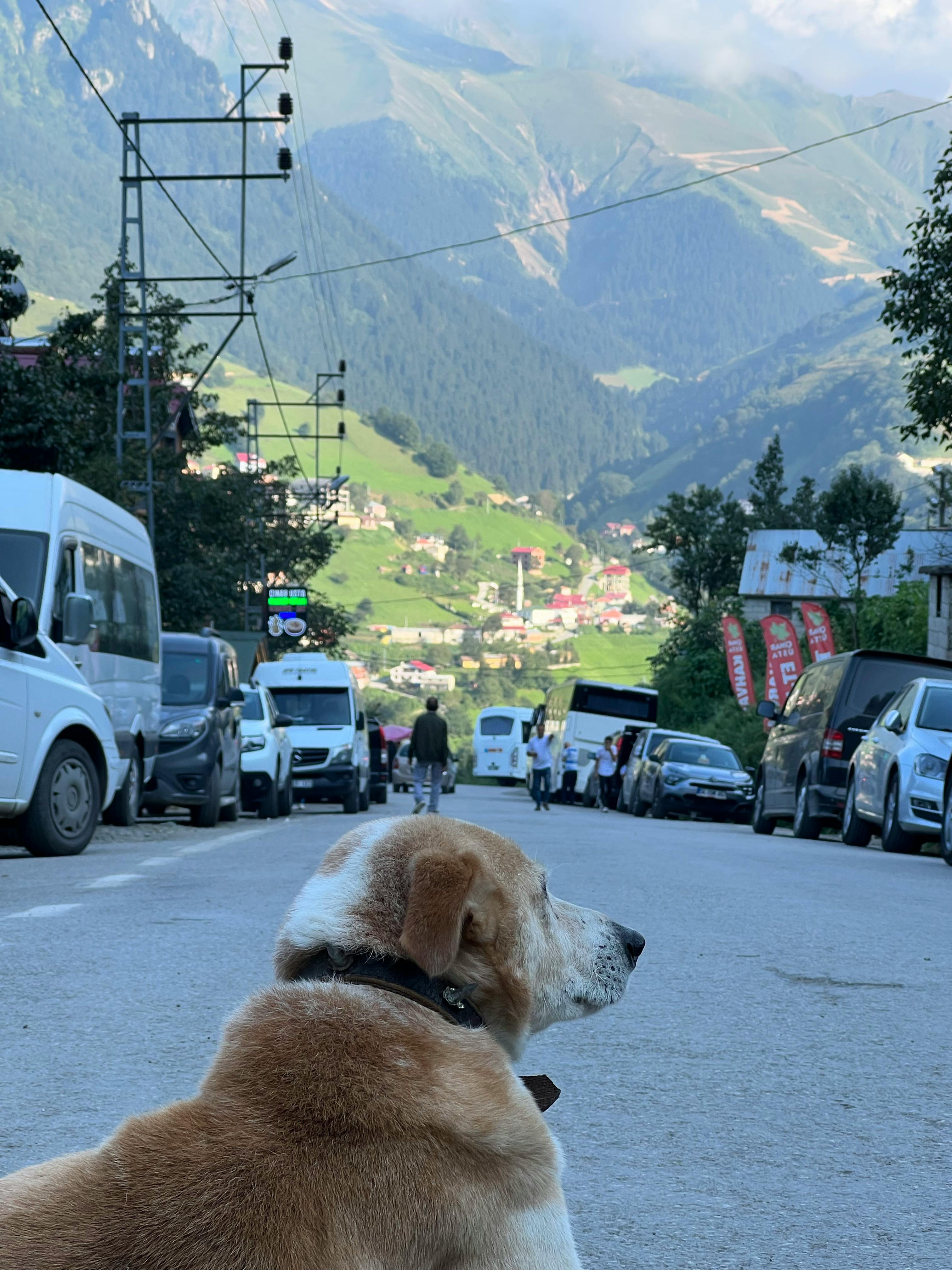 Saeed Nasser - 사진