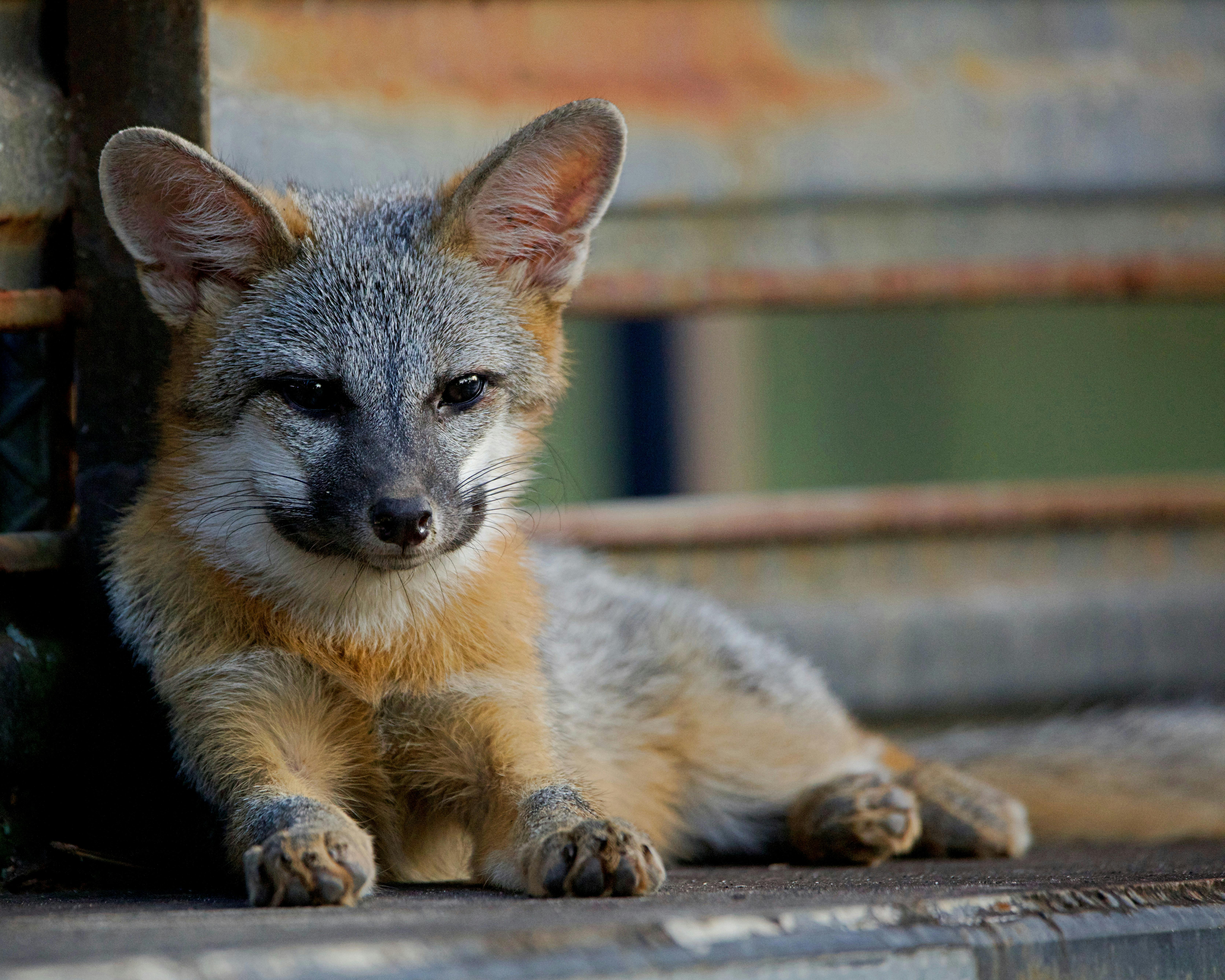 A Brown and Gray Cub Lying on Ground · Free Stock Photo