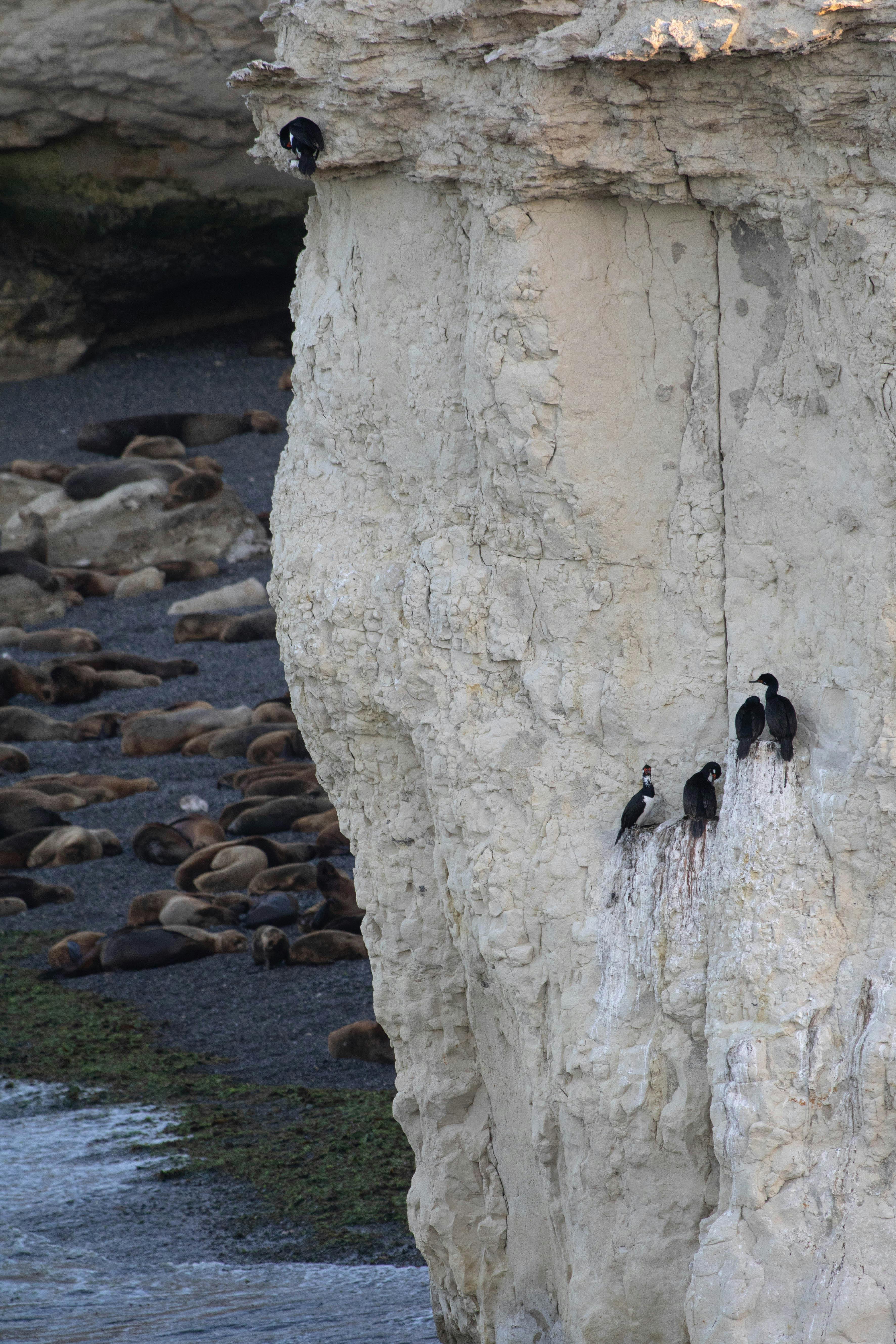 Closeup of a White Cliff with Birds Perching · Free Stock Photo