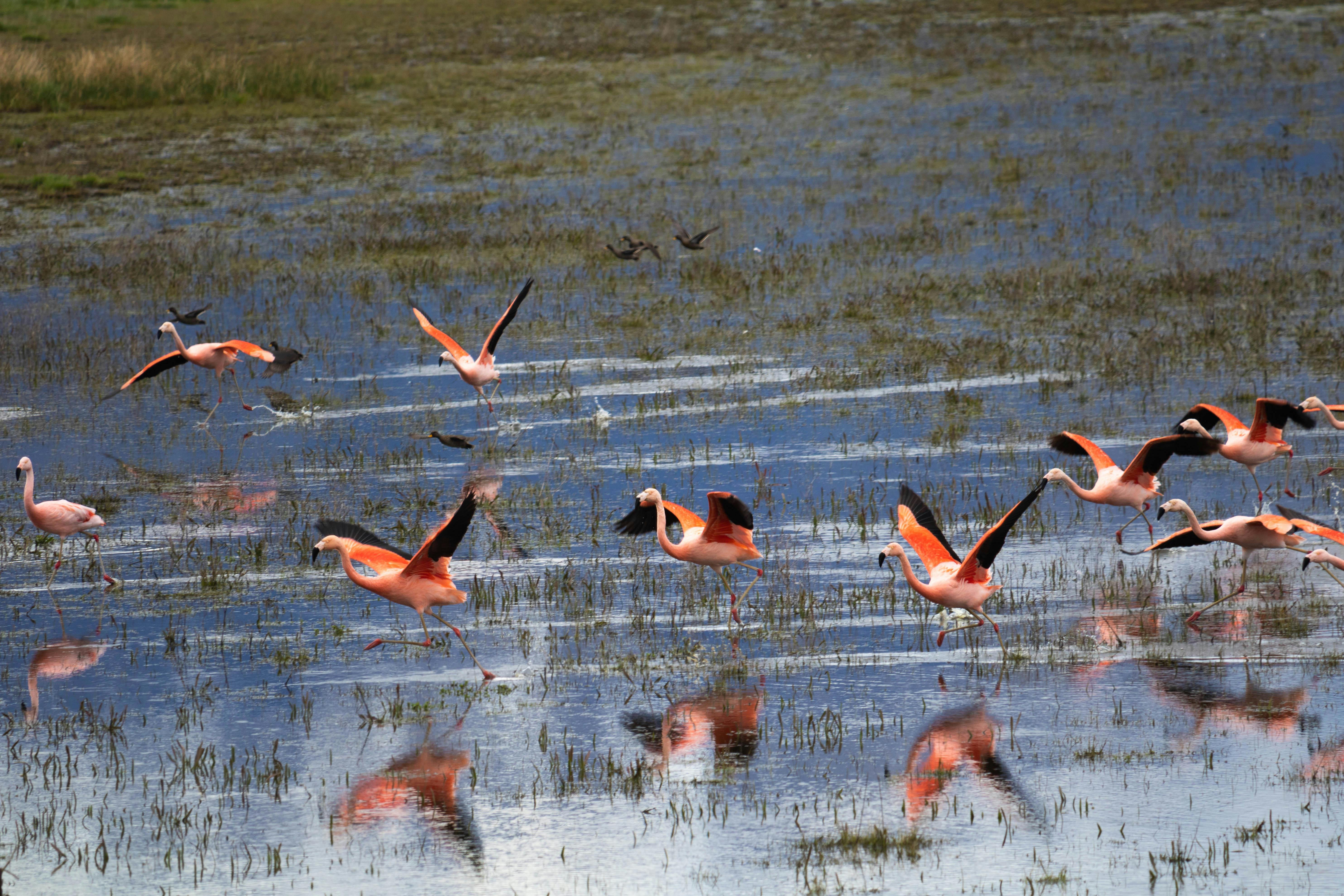 Swamp Animals Photos, Download The BEST Free Swamp Animals Stock Photos ...