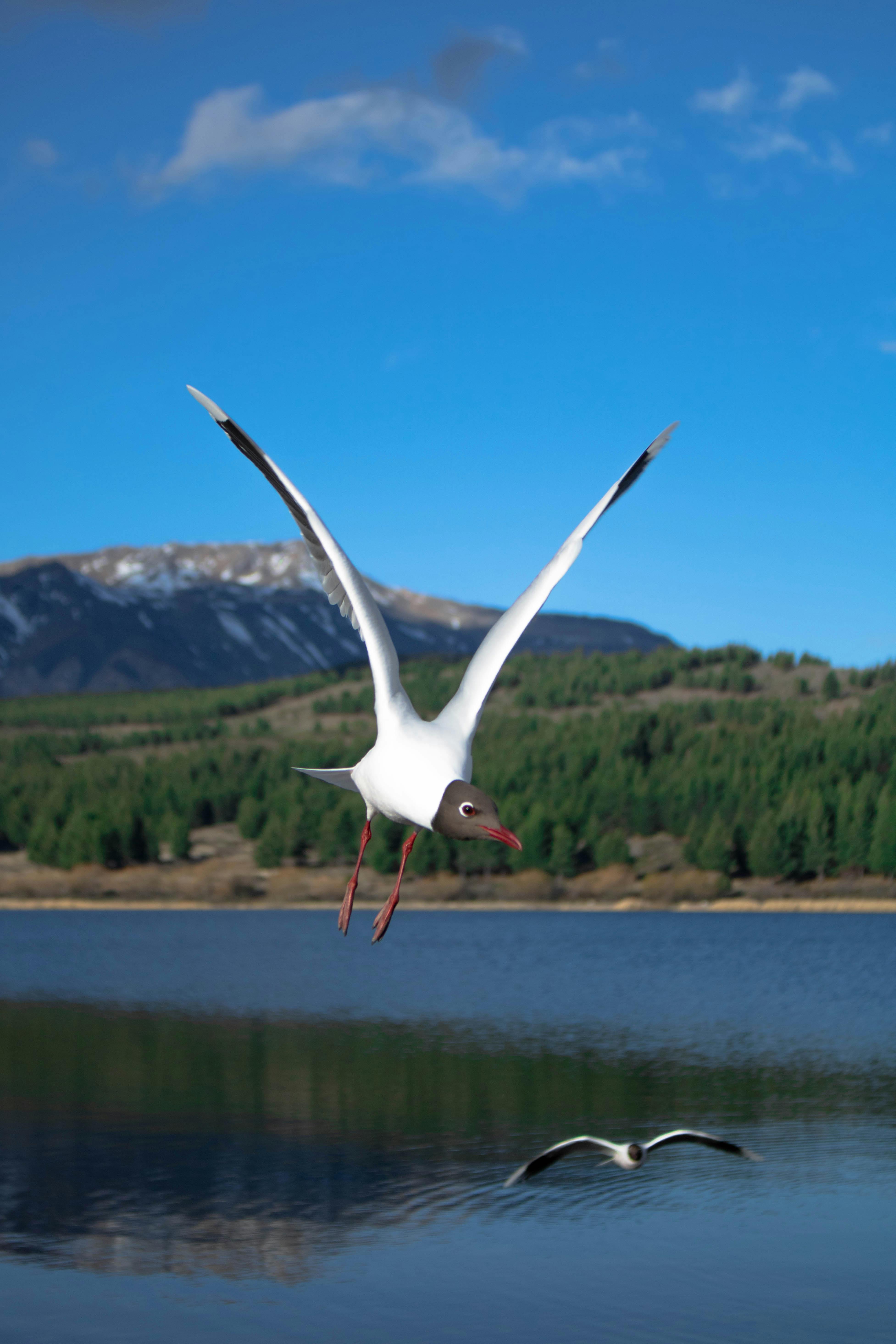White Bird Flying · Free Stock Photo