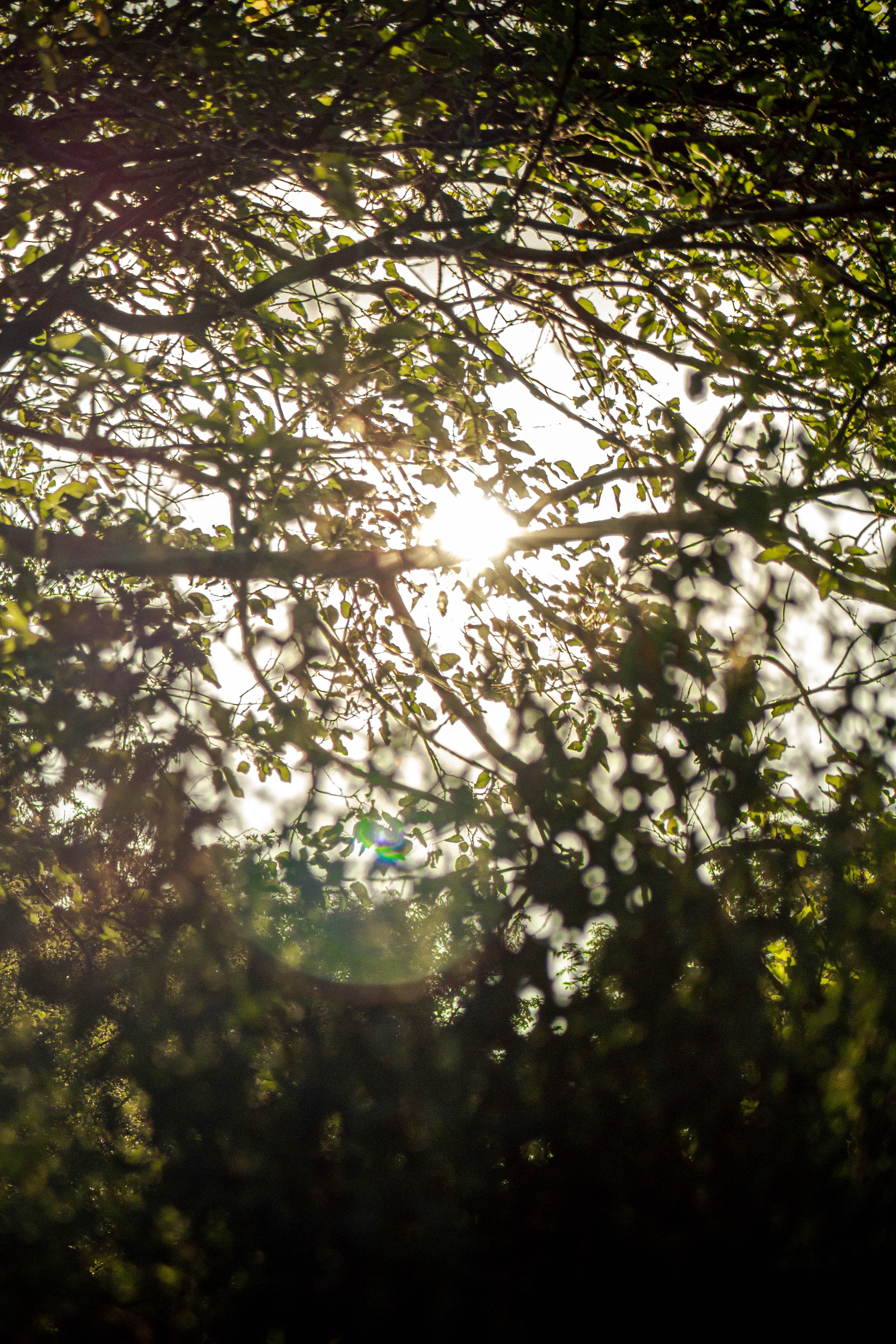 The Sunlight Coming Through the Tree Branches · Free Stock Photo