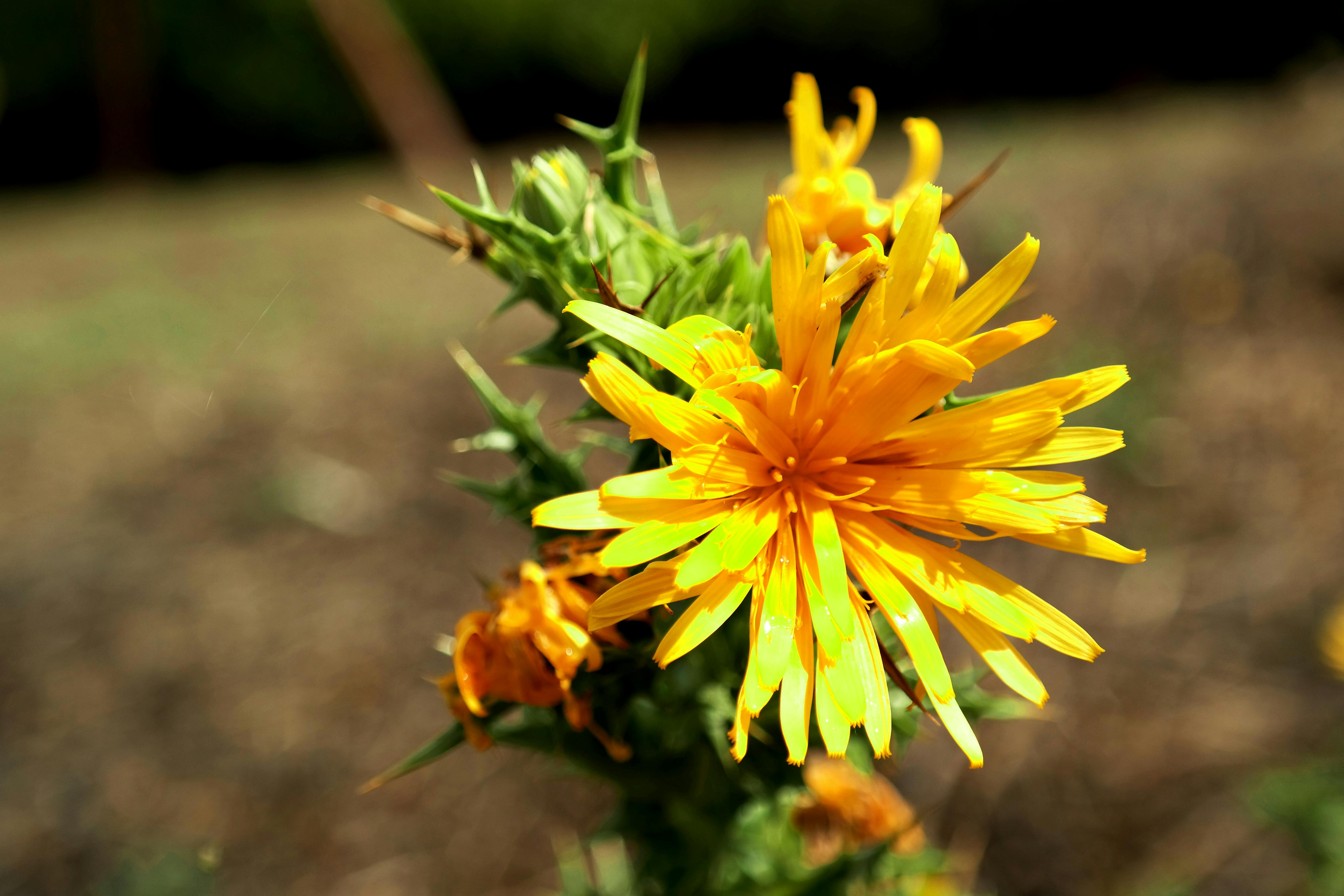 Natura berisi 4 Foto & Video Koleksi Daniele Bianchini