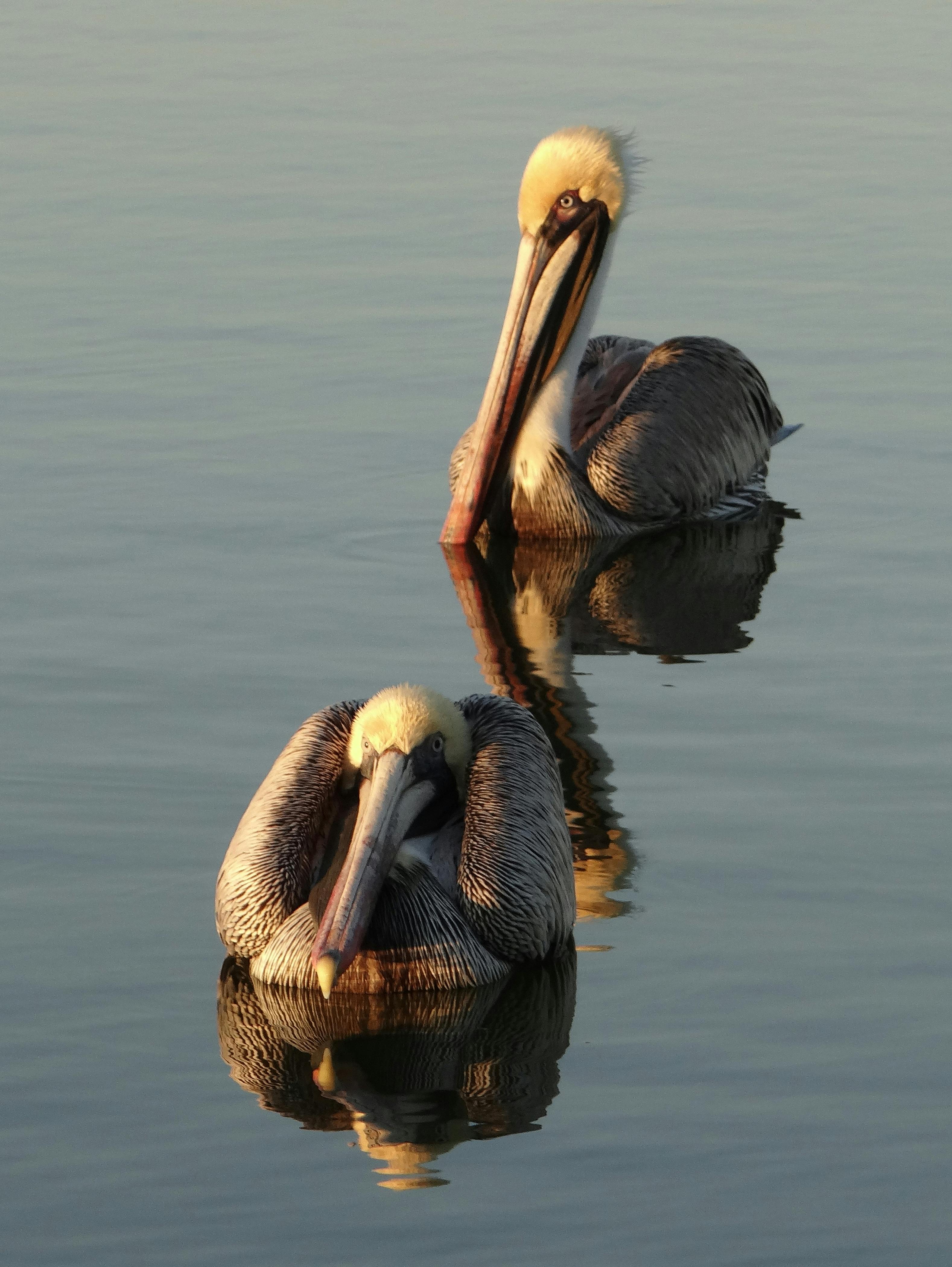 Pelicans on Body of Water · Free Stock Photo