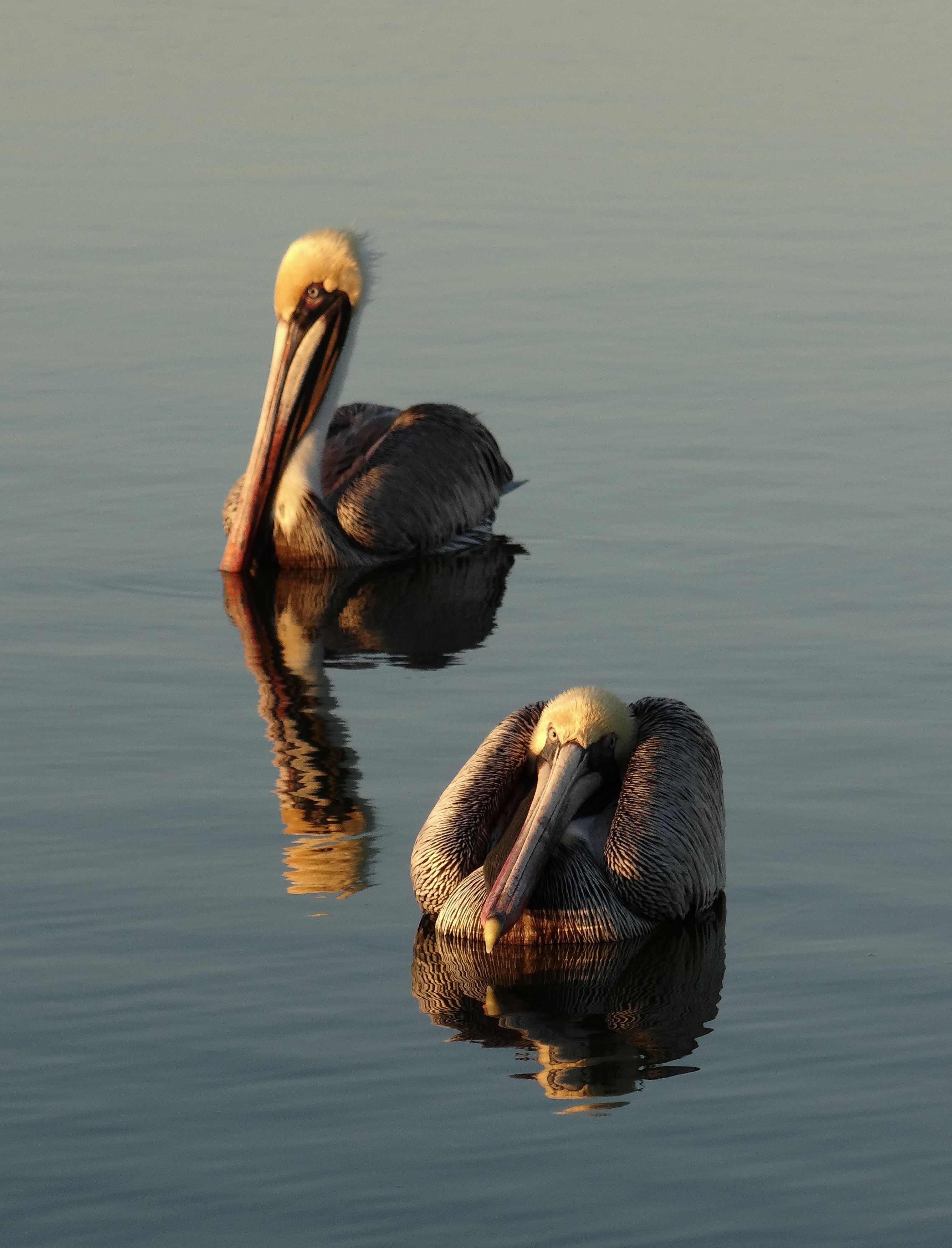 Photo of Pelicans on Body of Water · Free Stock Photo