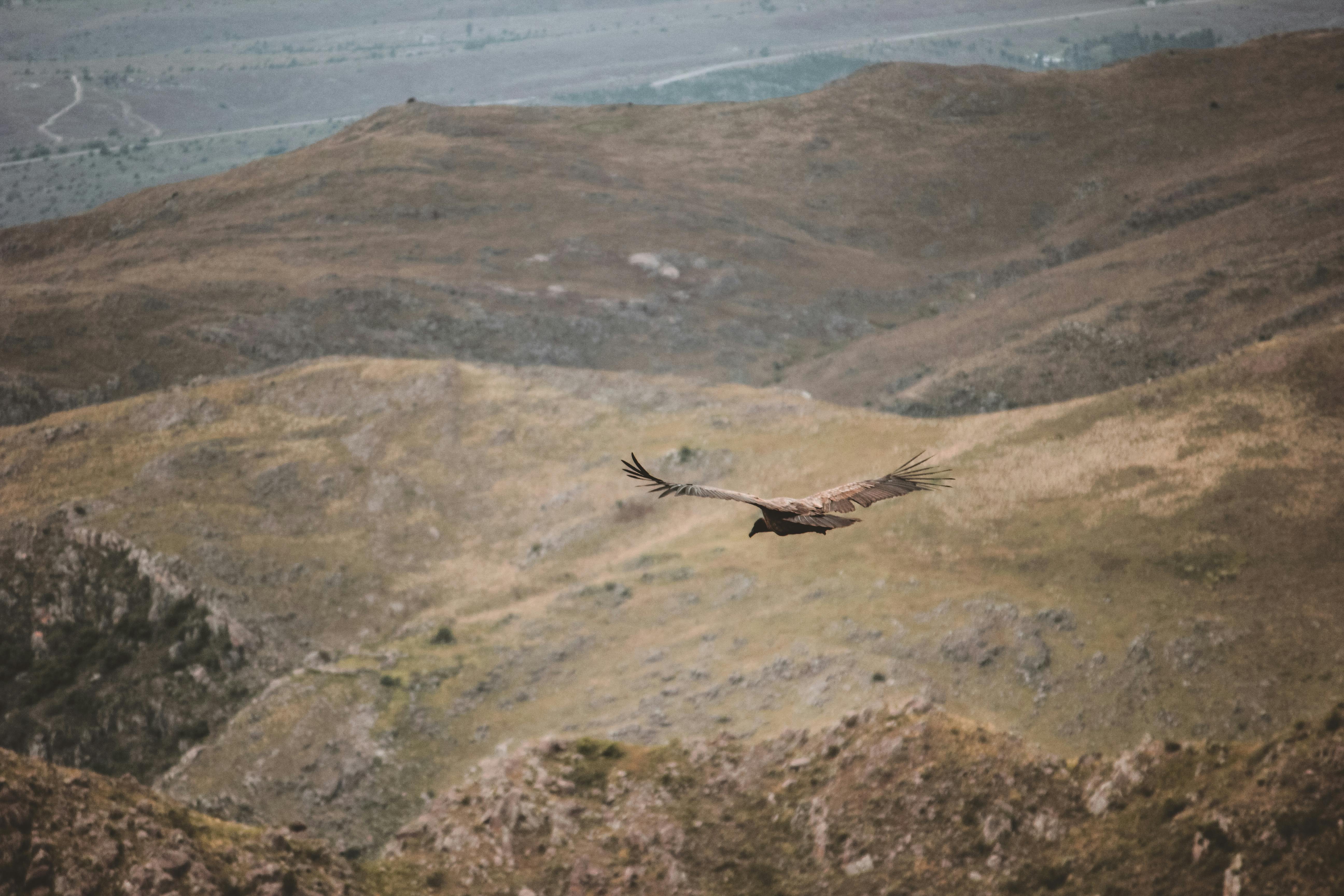 Birds Flying over Body of Water · Free Stock Photo