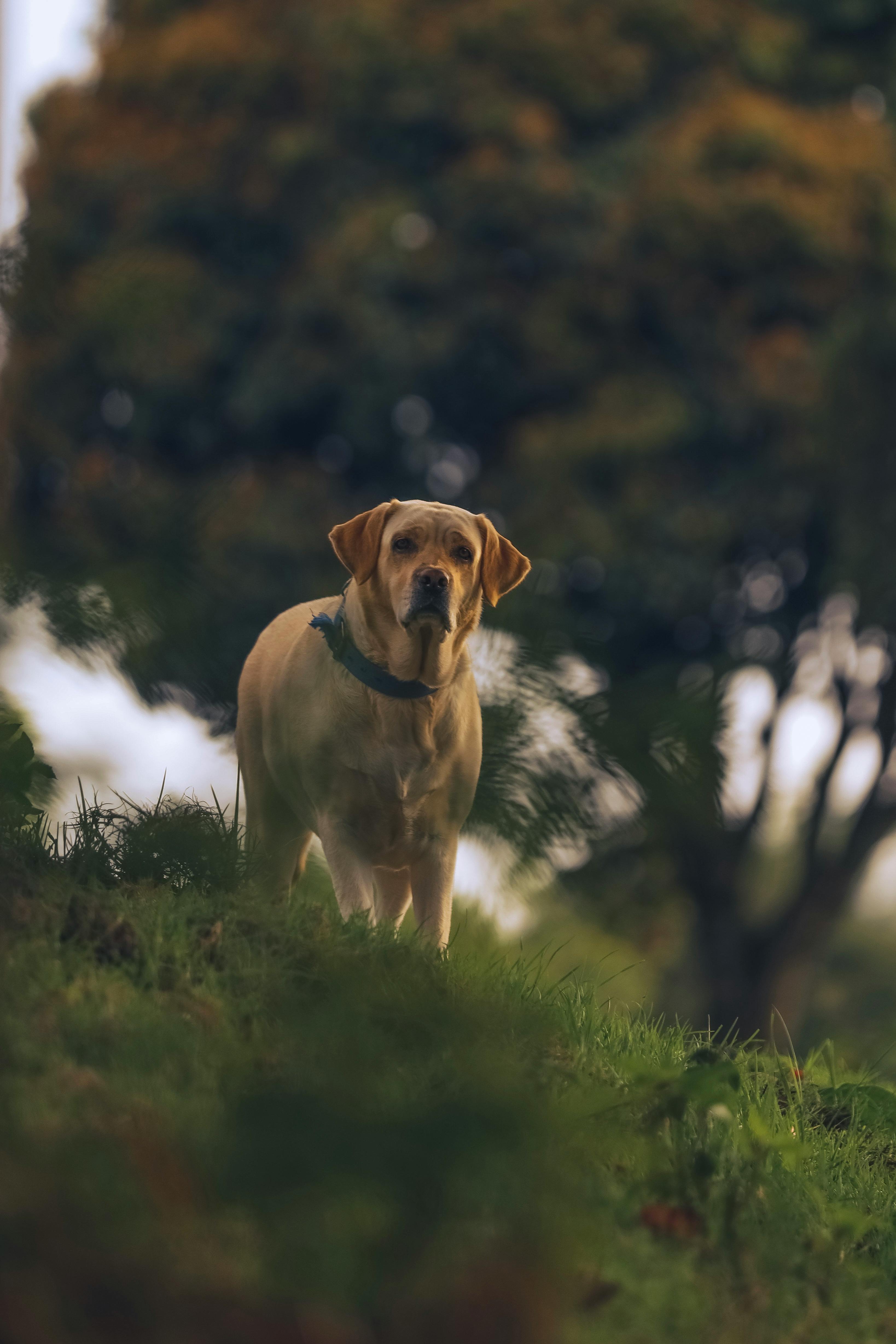 Dog by the Tree at Sunset · Free Stock Photo