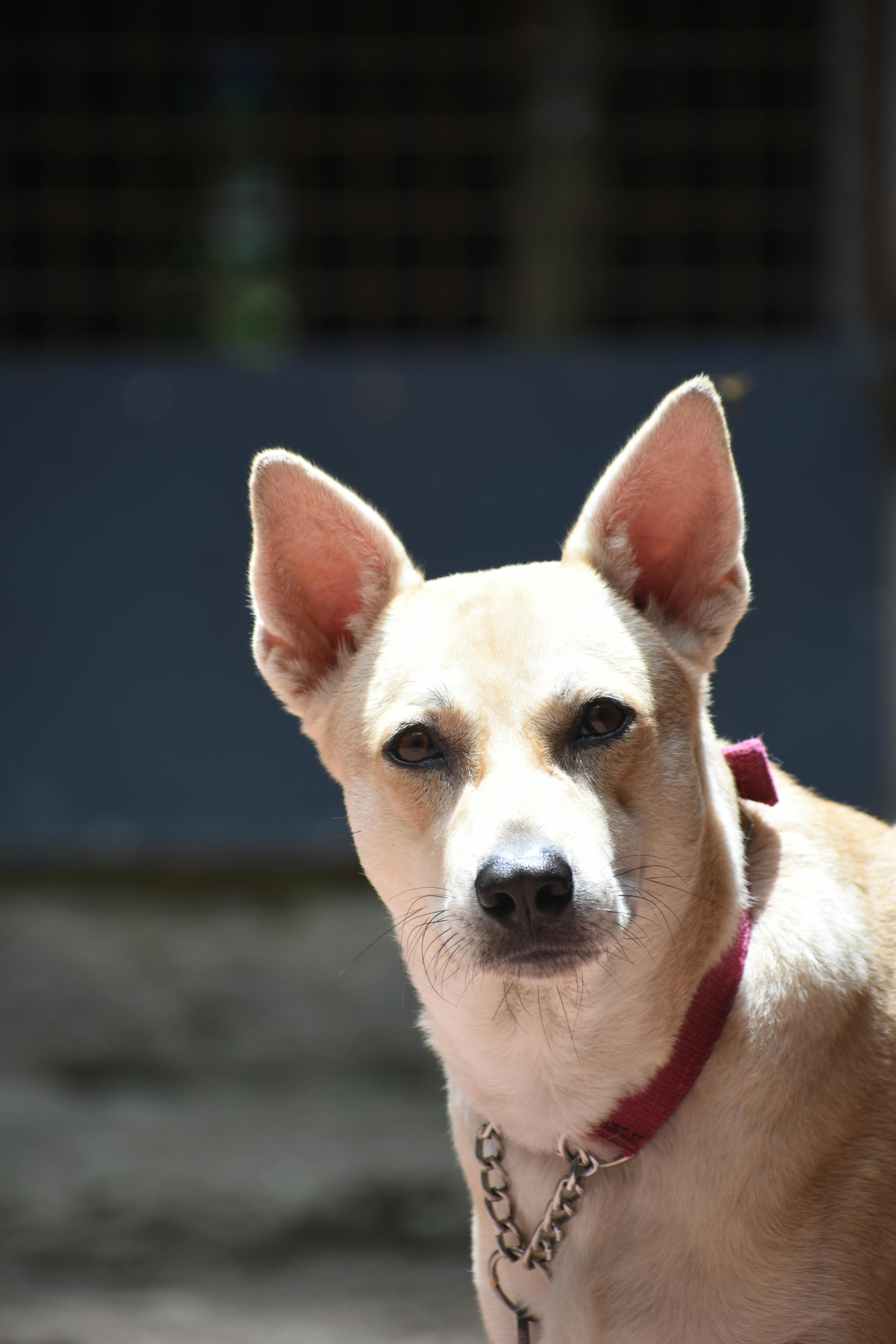 Fluffy Downy Dog · Free Stock Photo