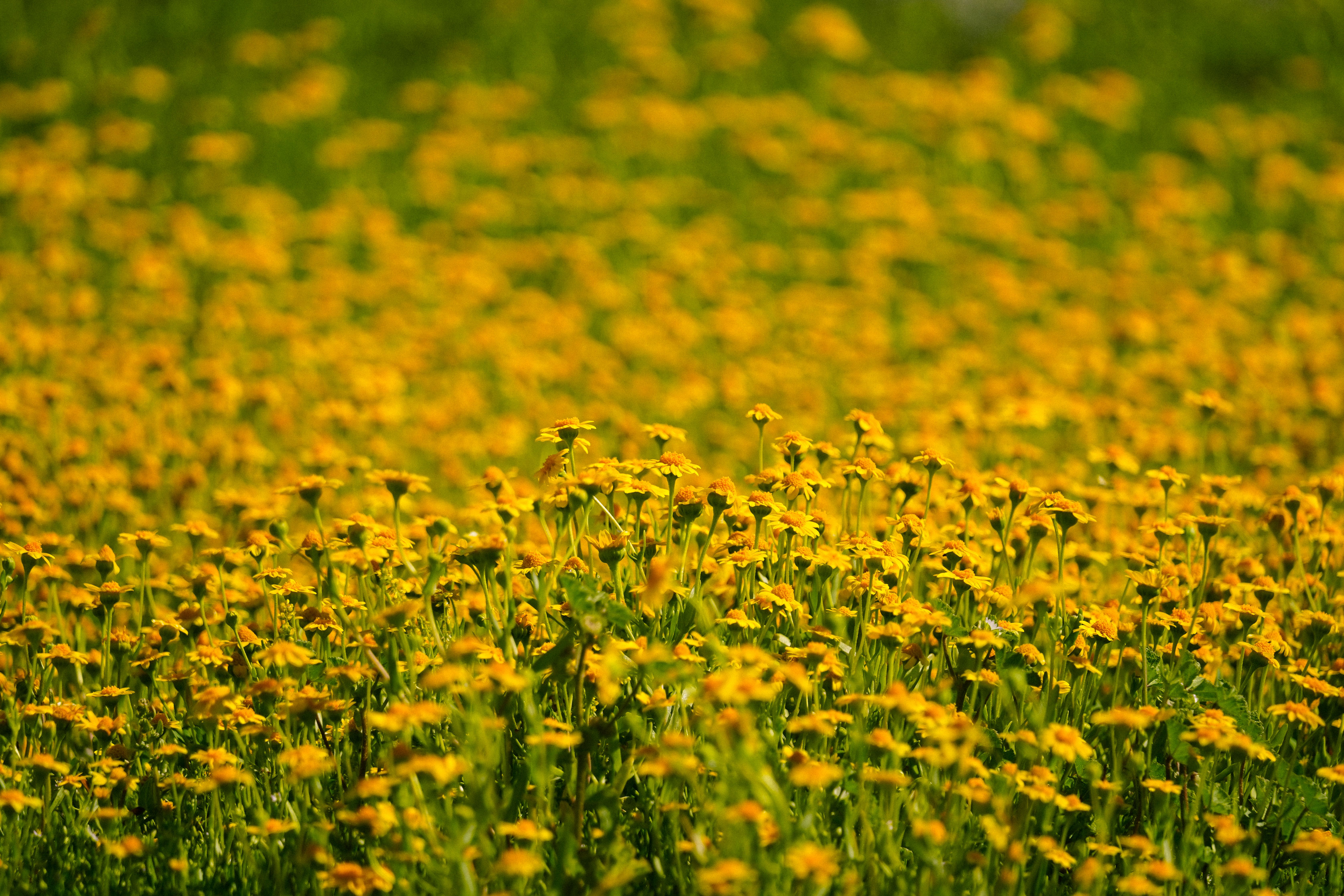 Beautiful Yellow Flowers on a Field · Free Stock Photo