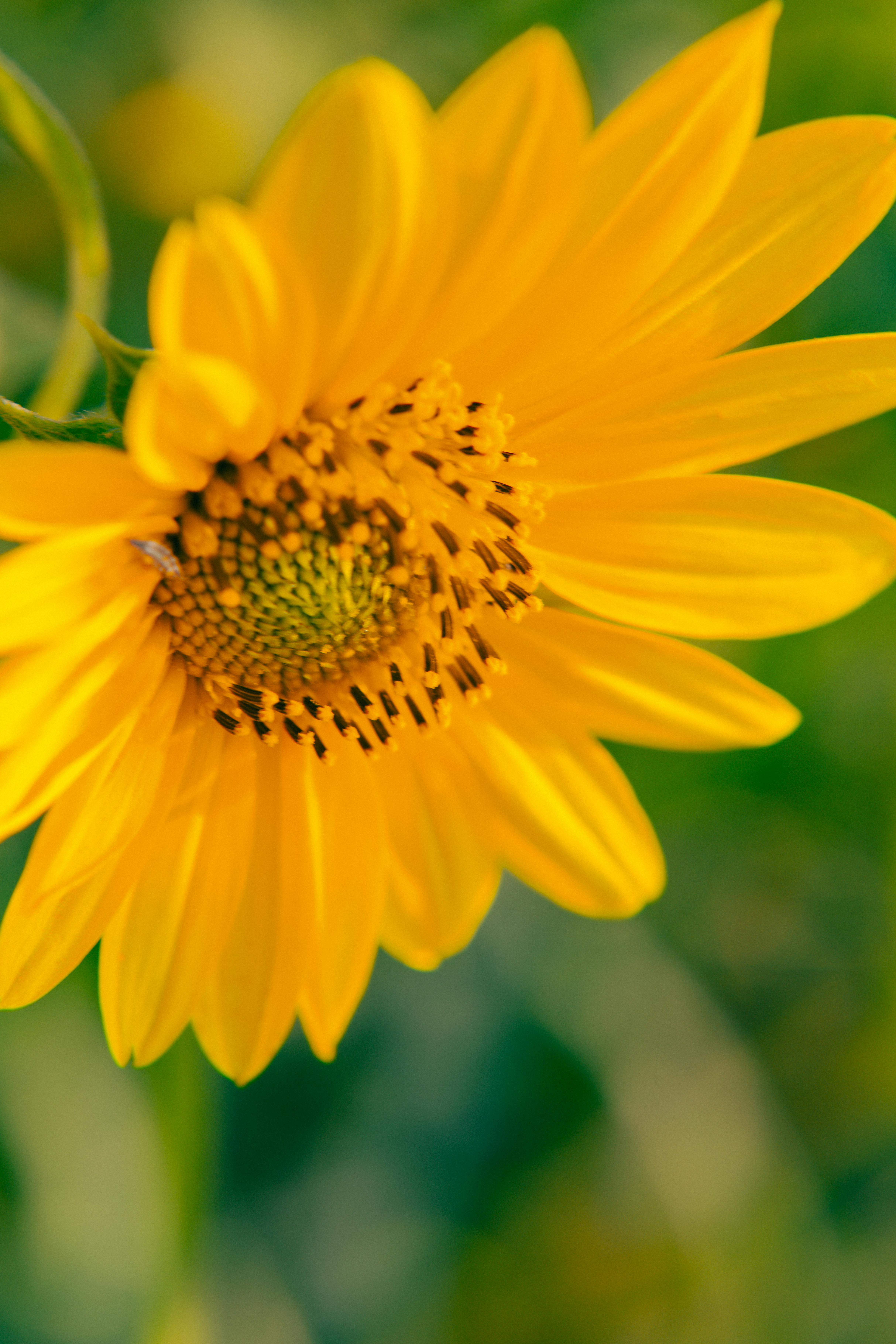 Sunflower in Close Up Photography · Free Stock Photo