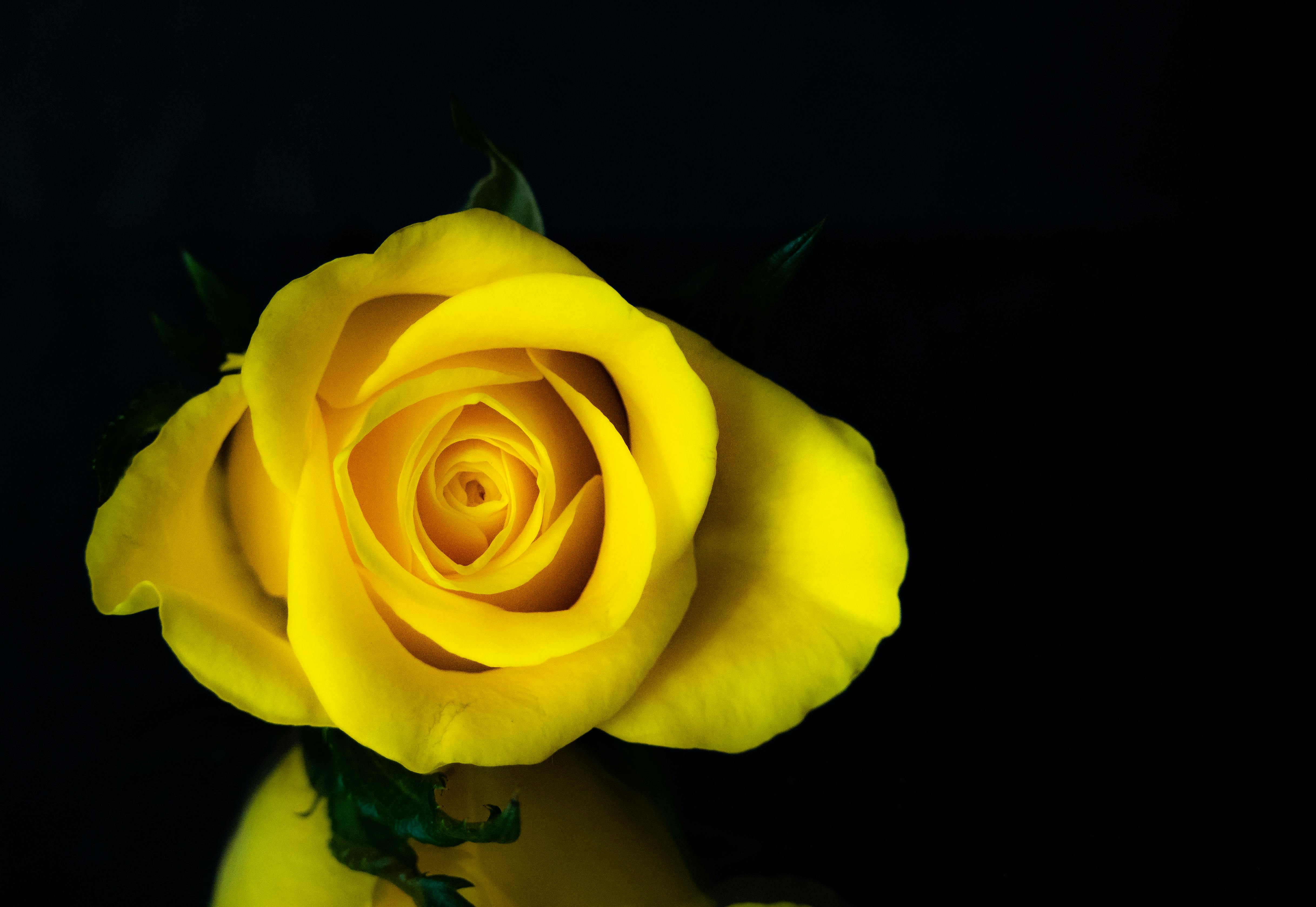 Yellow Rose Close Up Photography · Free Stock Photo