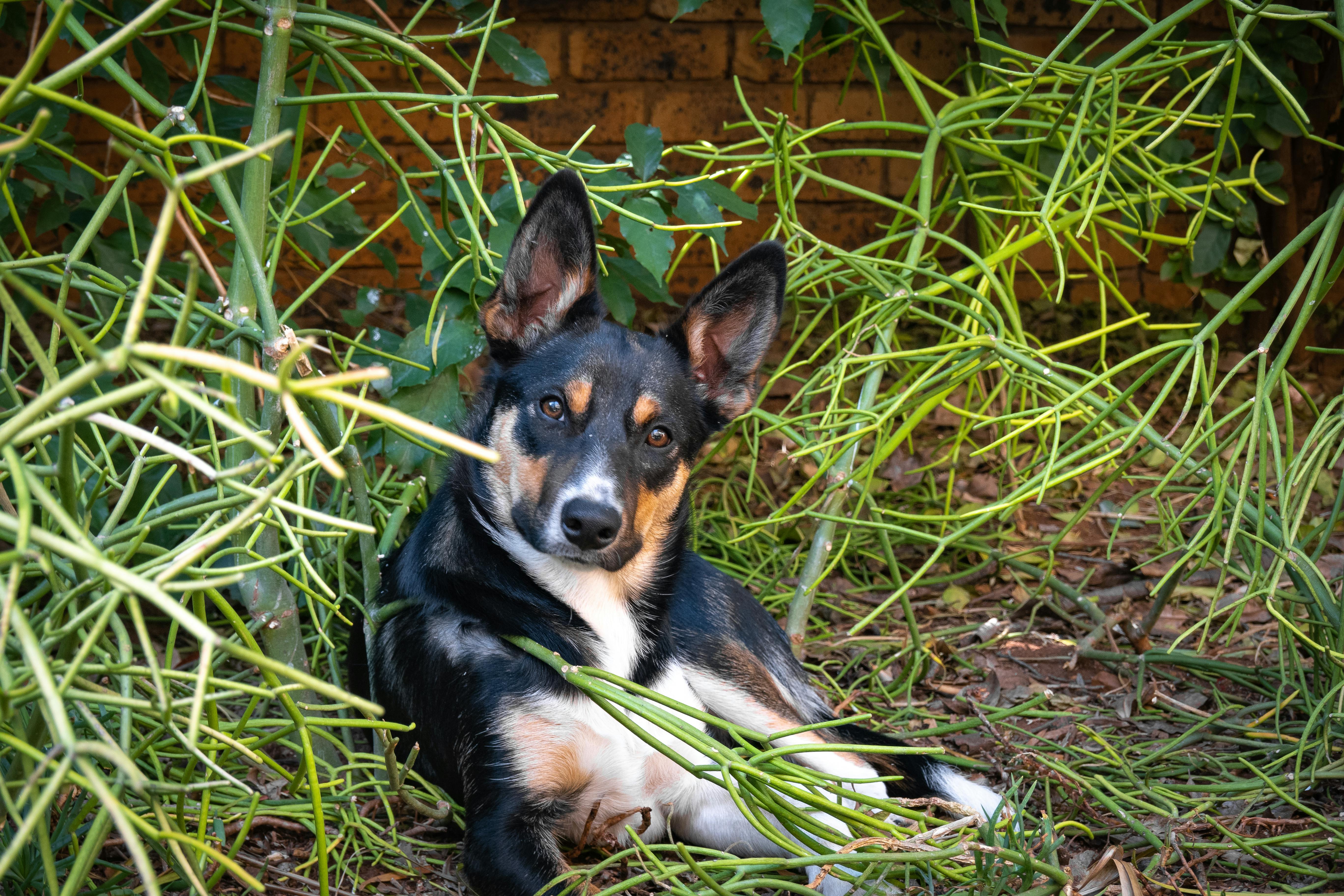 Dog Lying on the Ground near Plants · Free Stock Photo