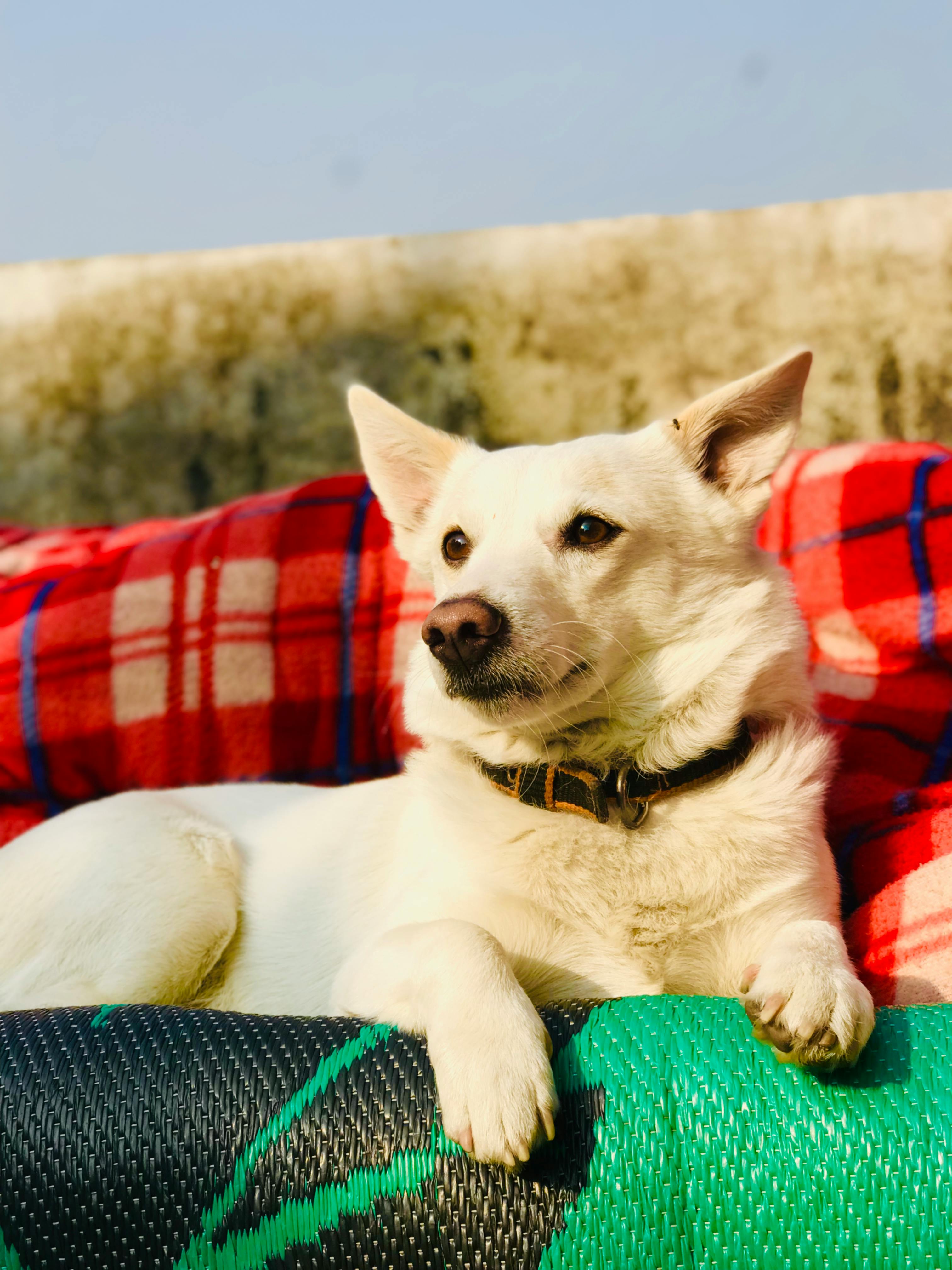 Jindo Photos, Download The BEST Free Jindo Stock Photos & HD Images