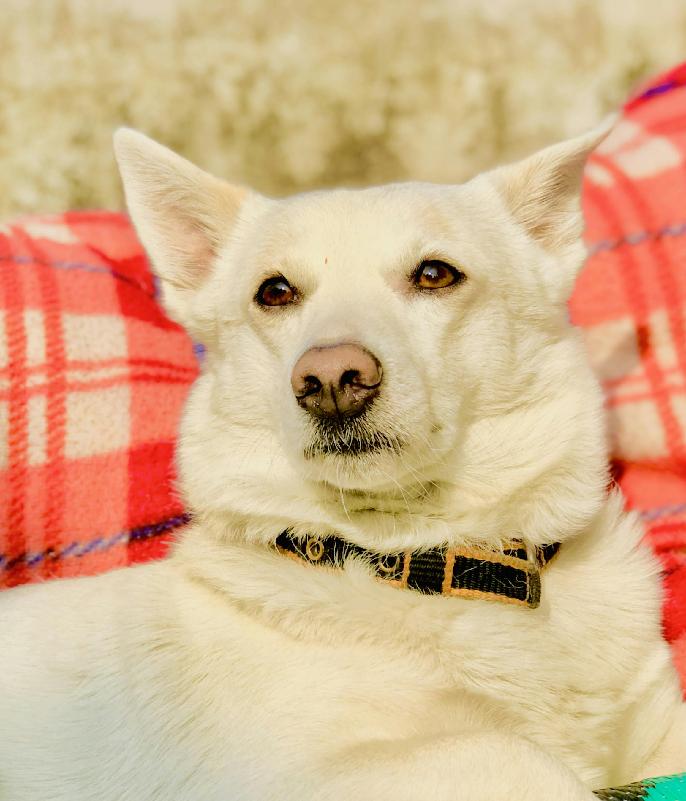 Dog in Close Up Photography · Free Stock Photo
