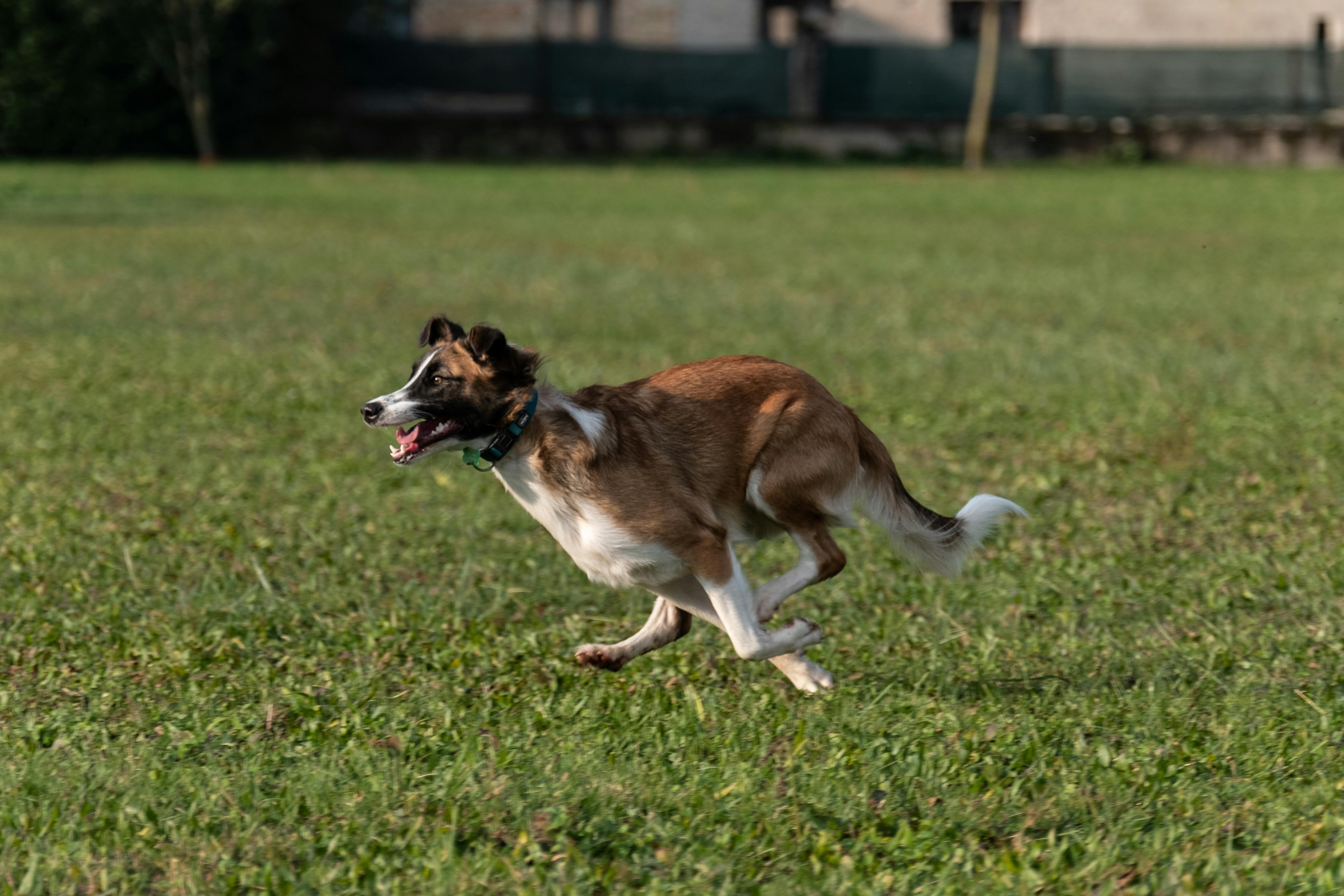 Cameraman Running Fast Photos, Download Free Cameraman Running Fast ...