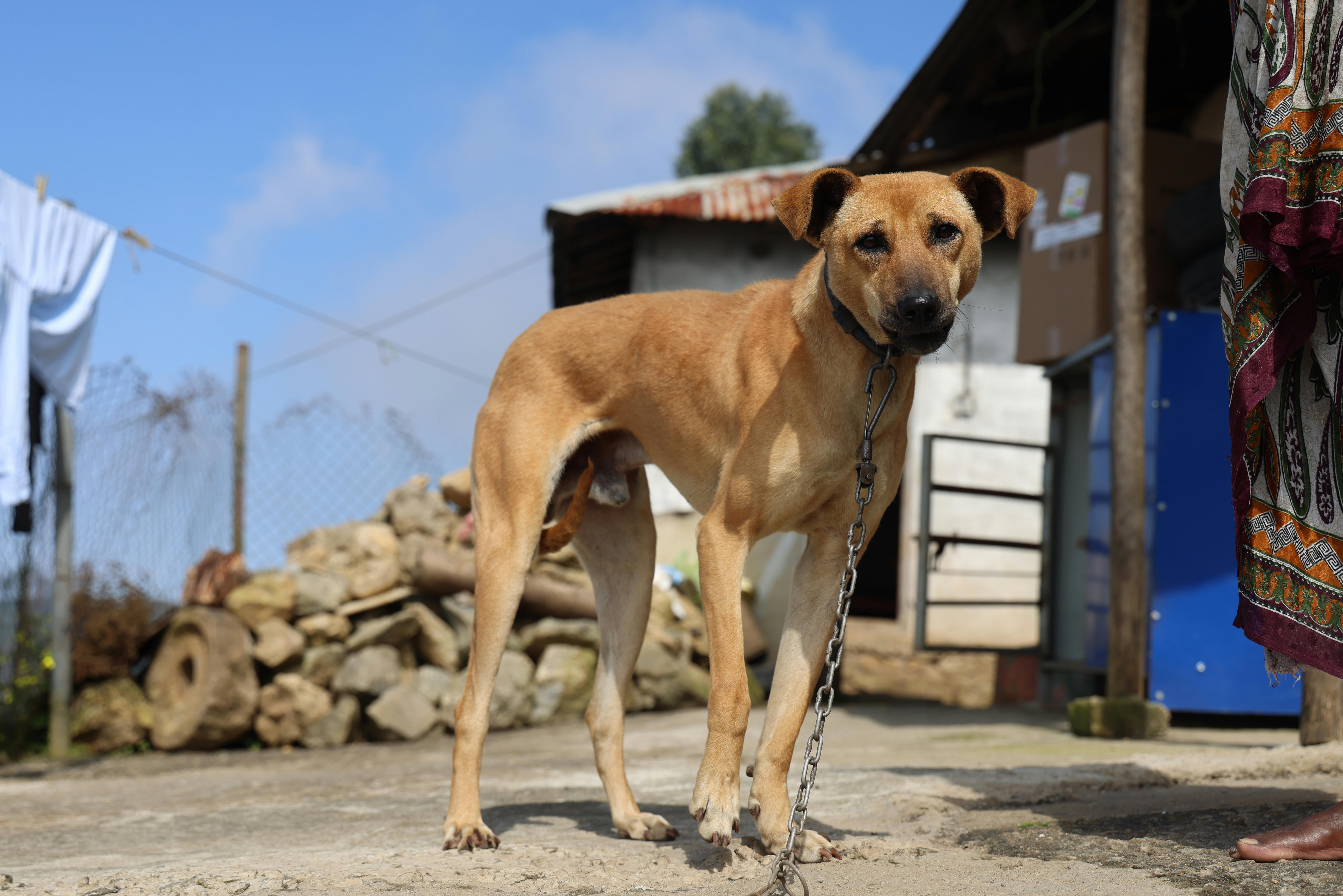 Kerala Guard Photos, Download The BEST Free Kerala Guard Stock Photos ...