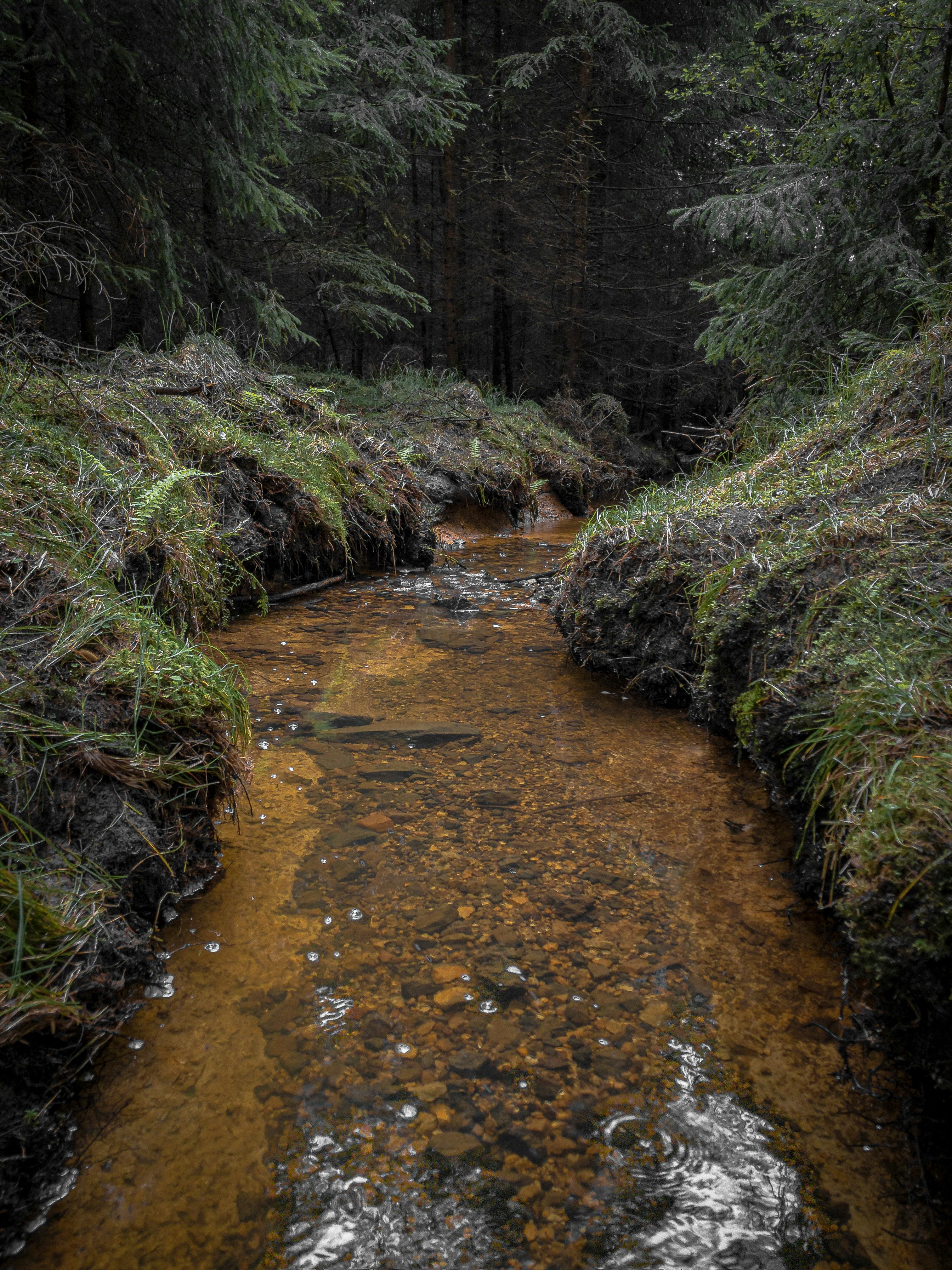Foto de stock gratuita sobre arboles, bosque, corriente, fotografía de ...