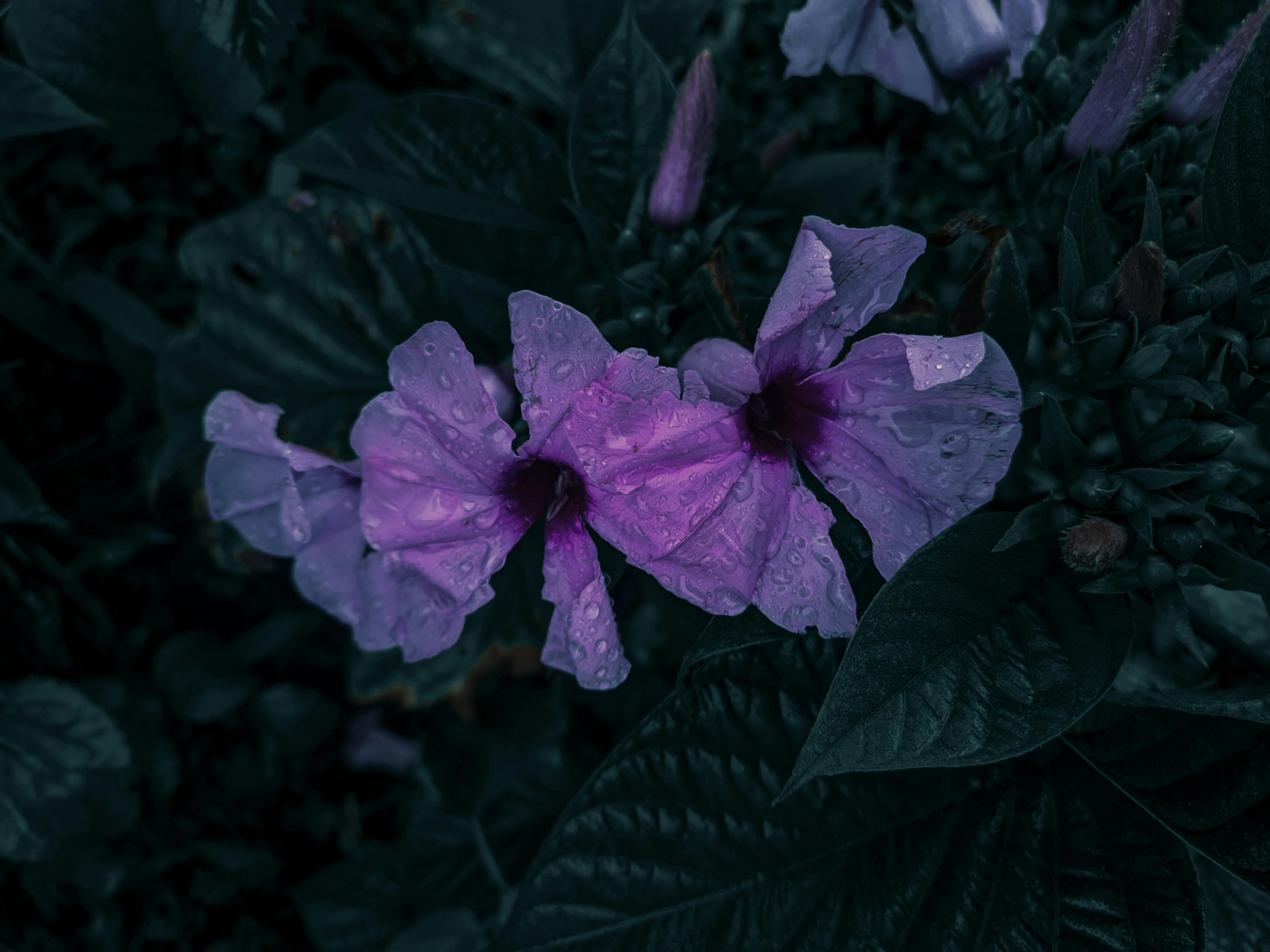 albin johnson - 写真