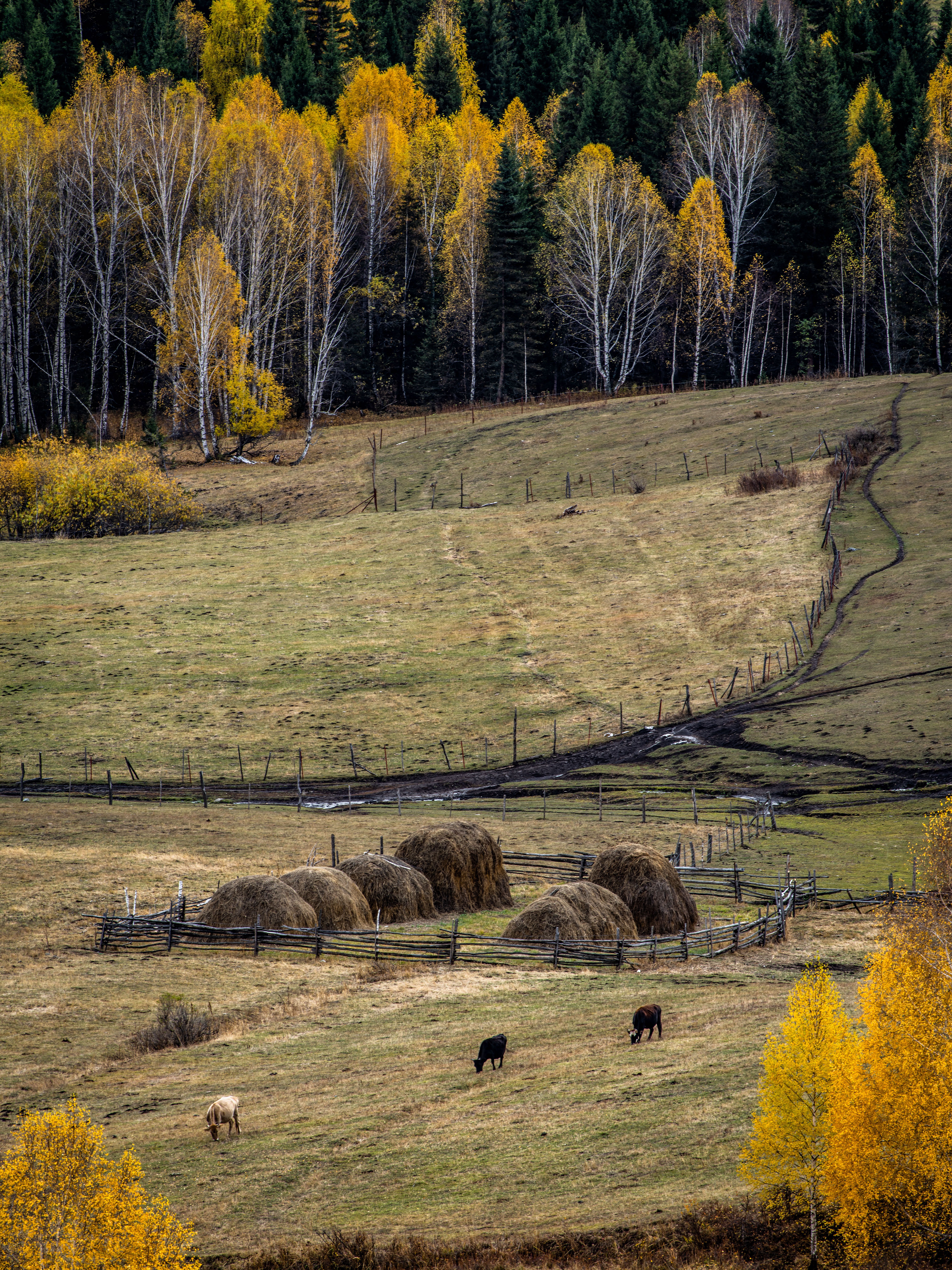 Grass Field and Autumnal Trees · Free Stock Photo