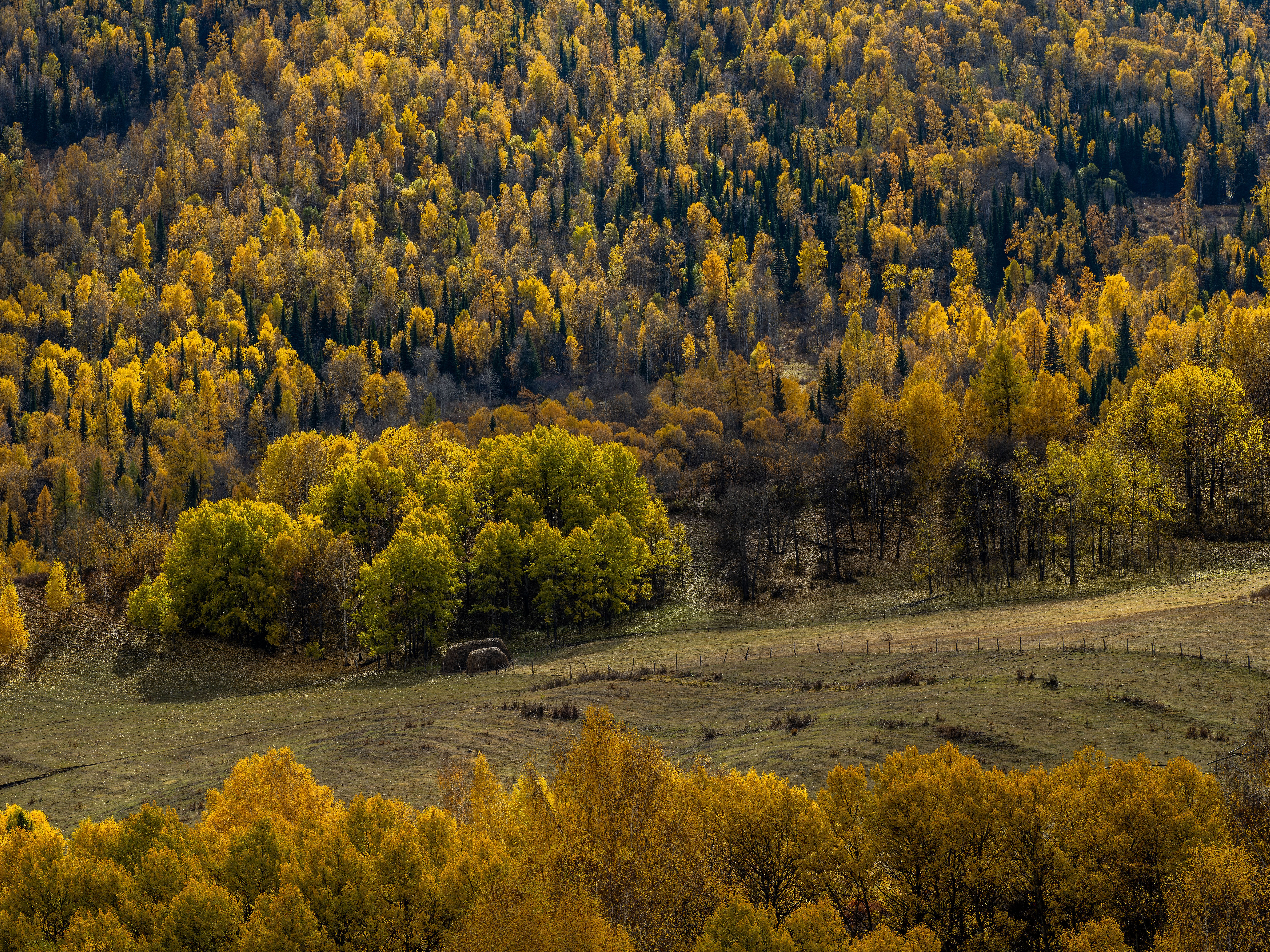 Autumn Trees on Green Grass Field · Free Stock Photo