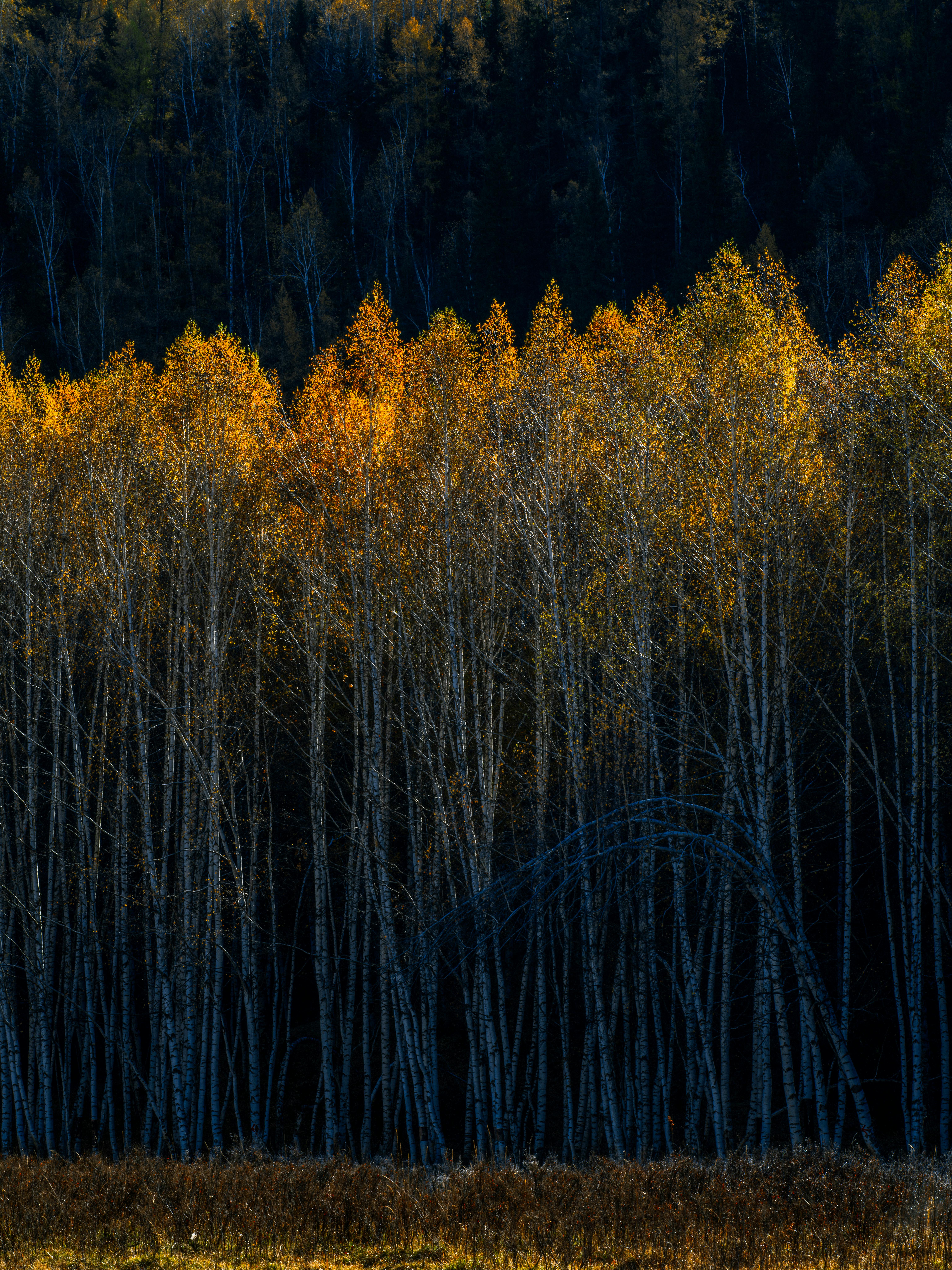 Edge of Autumn Forest · Free Stock Photo