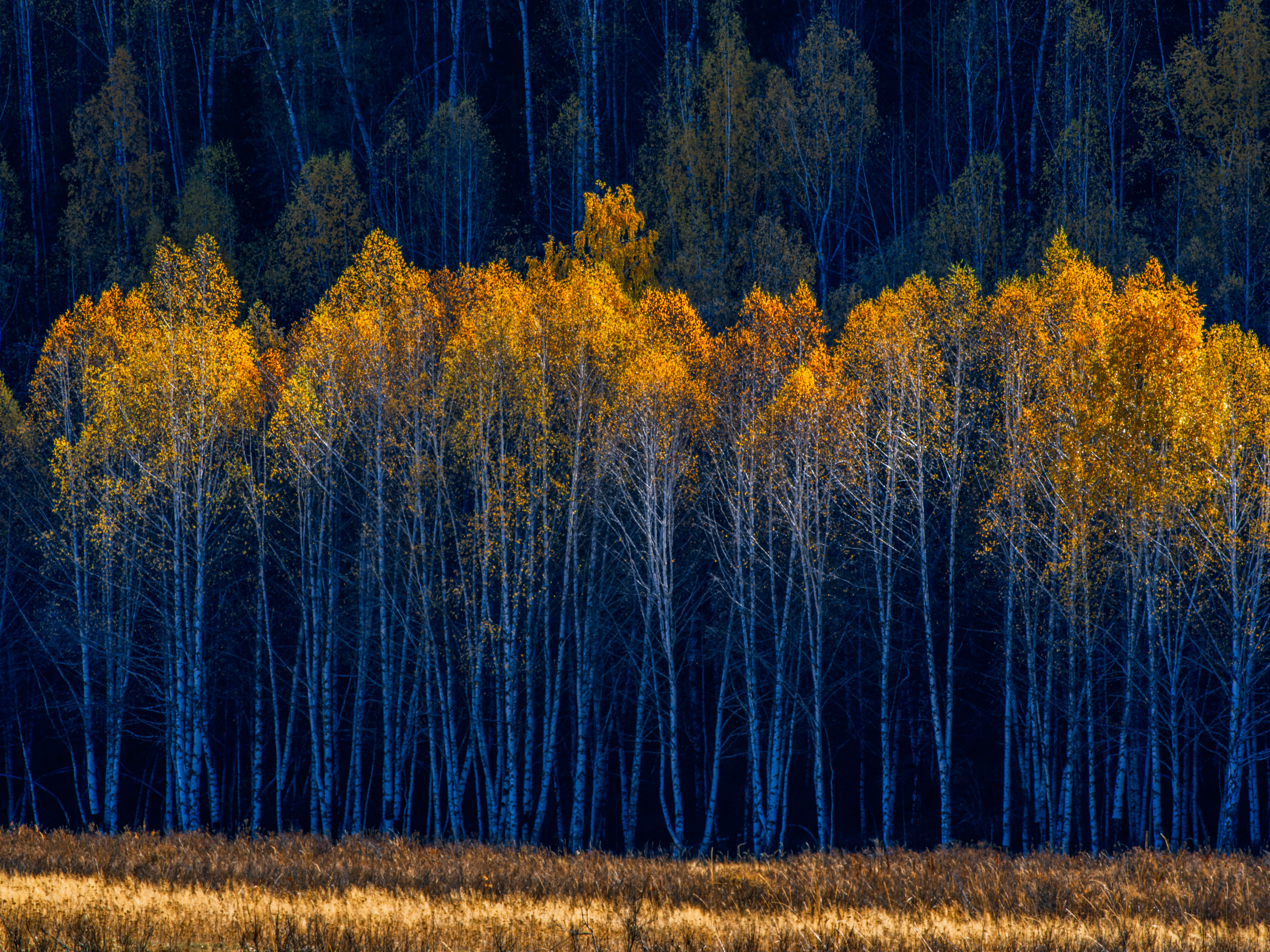 Tall Trees with Yellow Leaves · Free Stock Photo