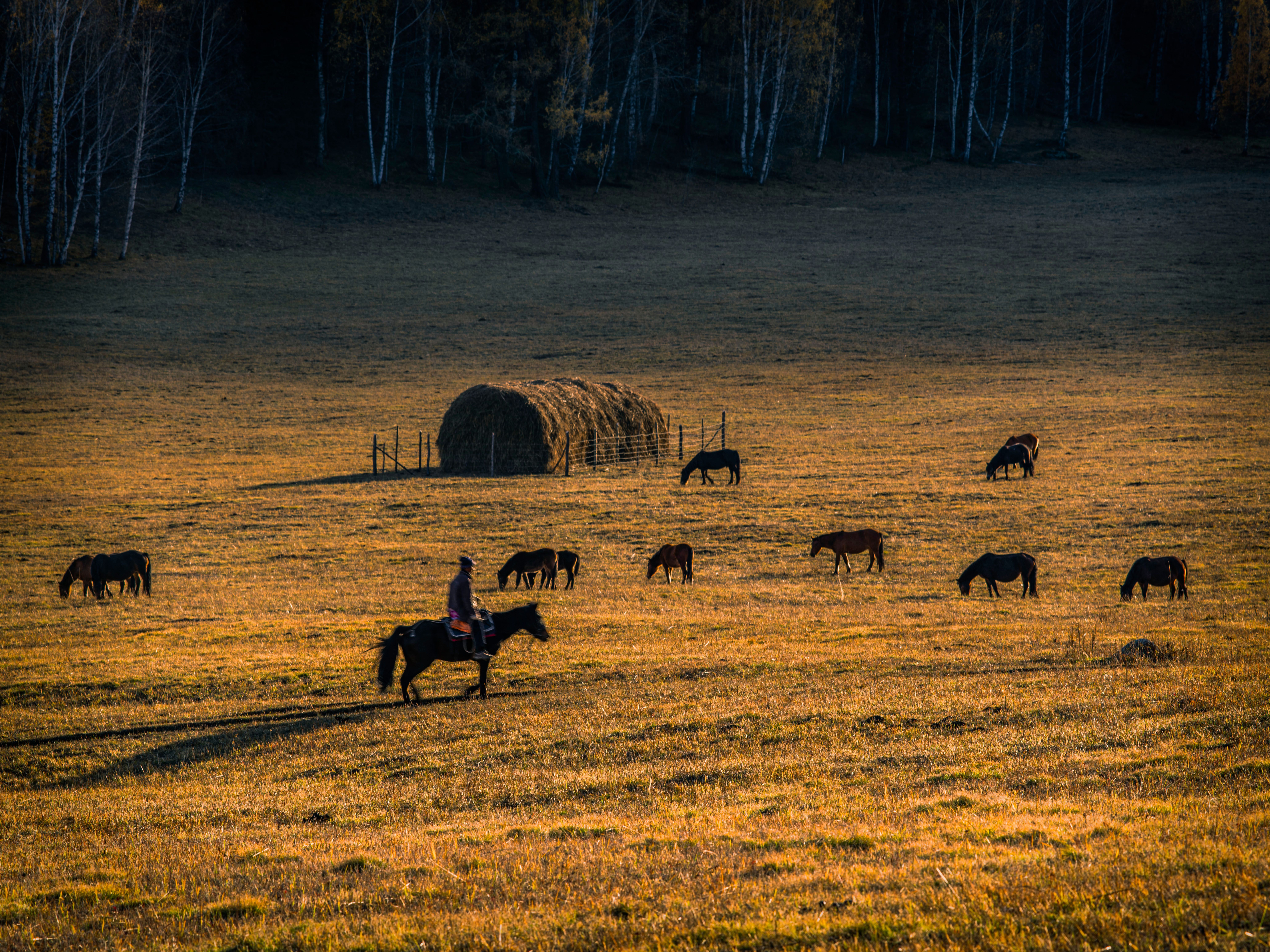 Man Riding a Horse in a Farm Land · Free Stock Photo