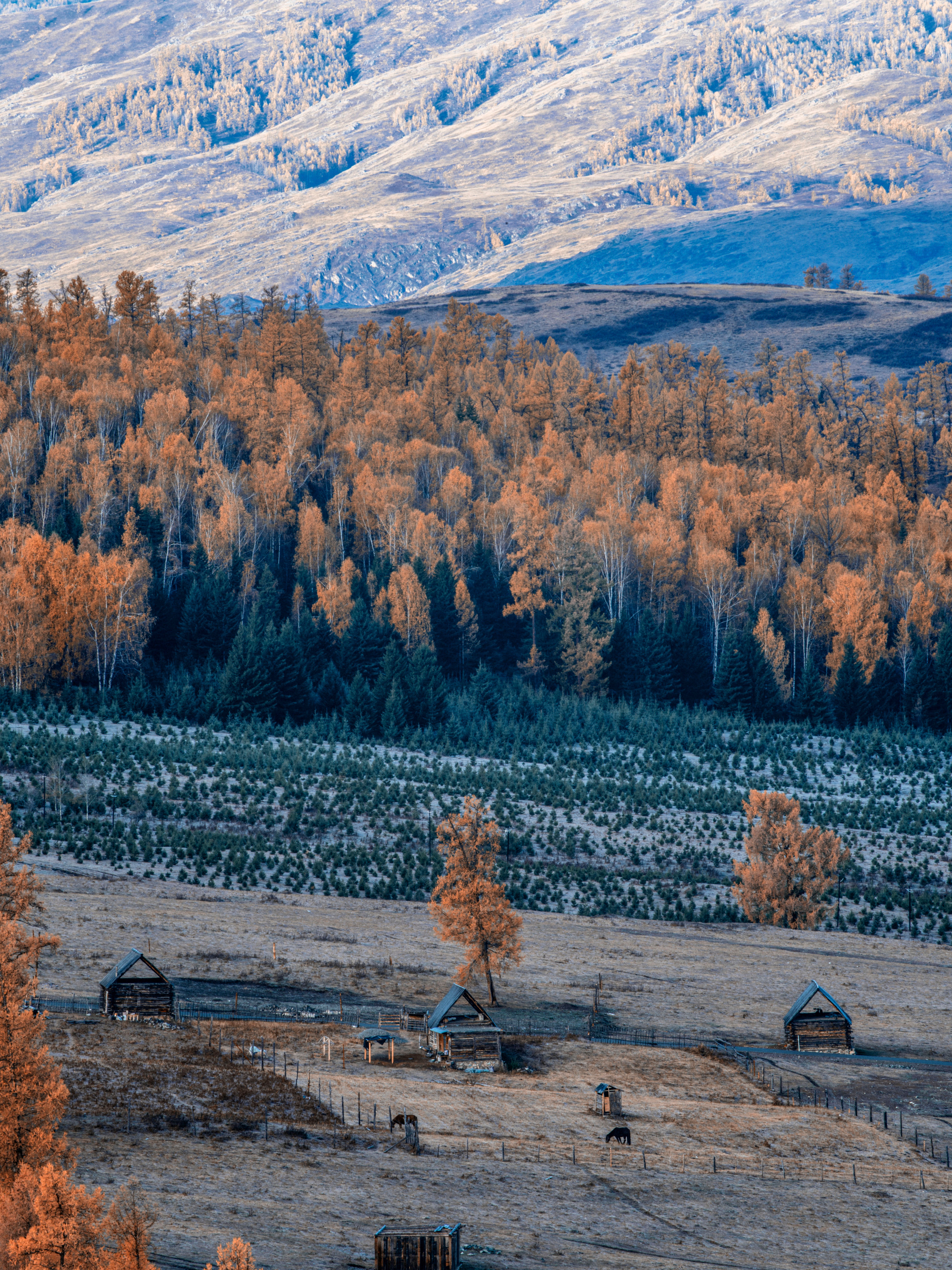Brown Trees on Brown Field · Free Stock Photo