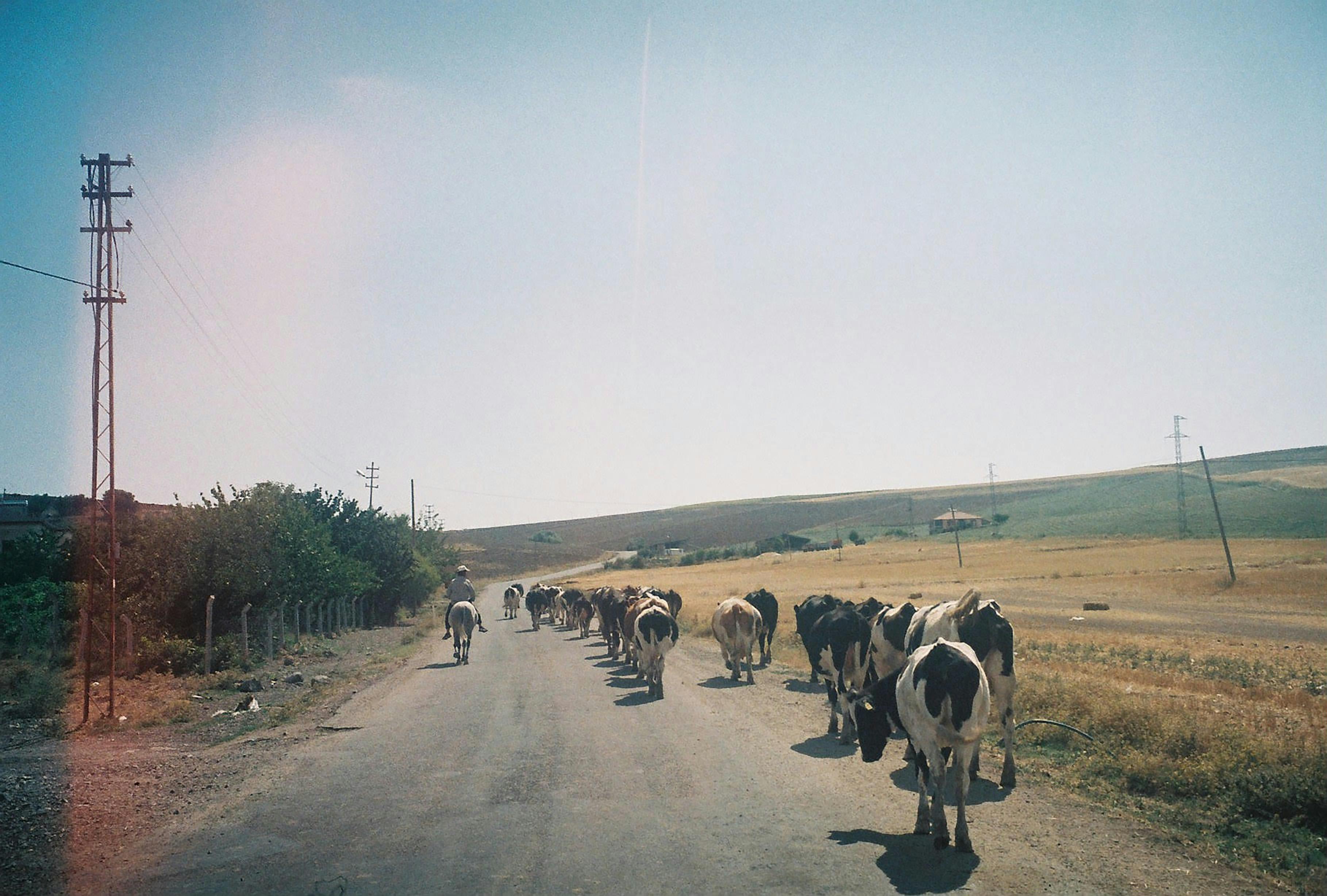 Cows on the Road · Free Stock Photo