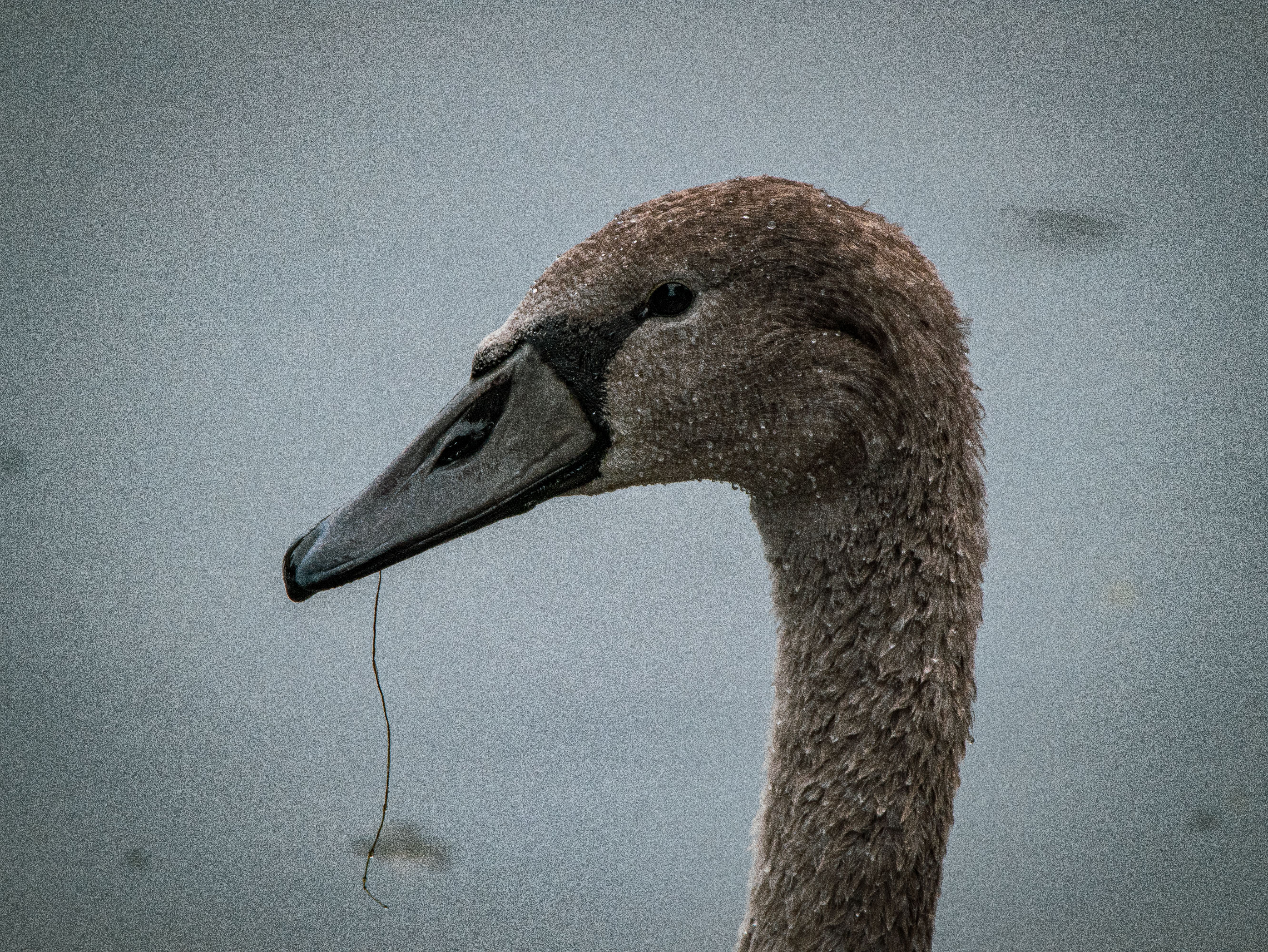 Close Up Photo of a Swan · Free Stock Photo