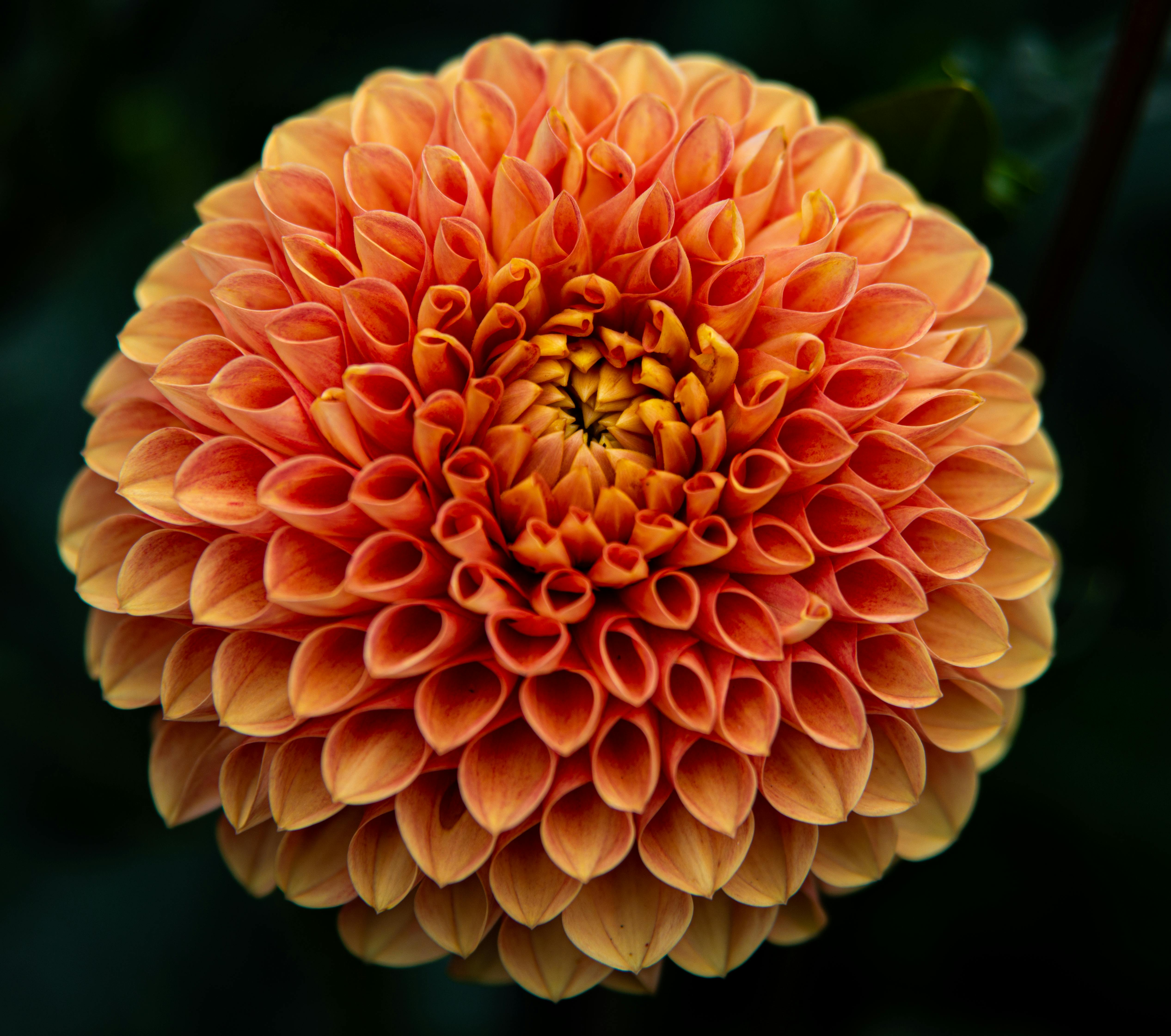 Close-Up Photo of a Pink Dahlia · Free Stock Photo
