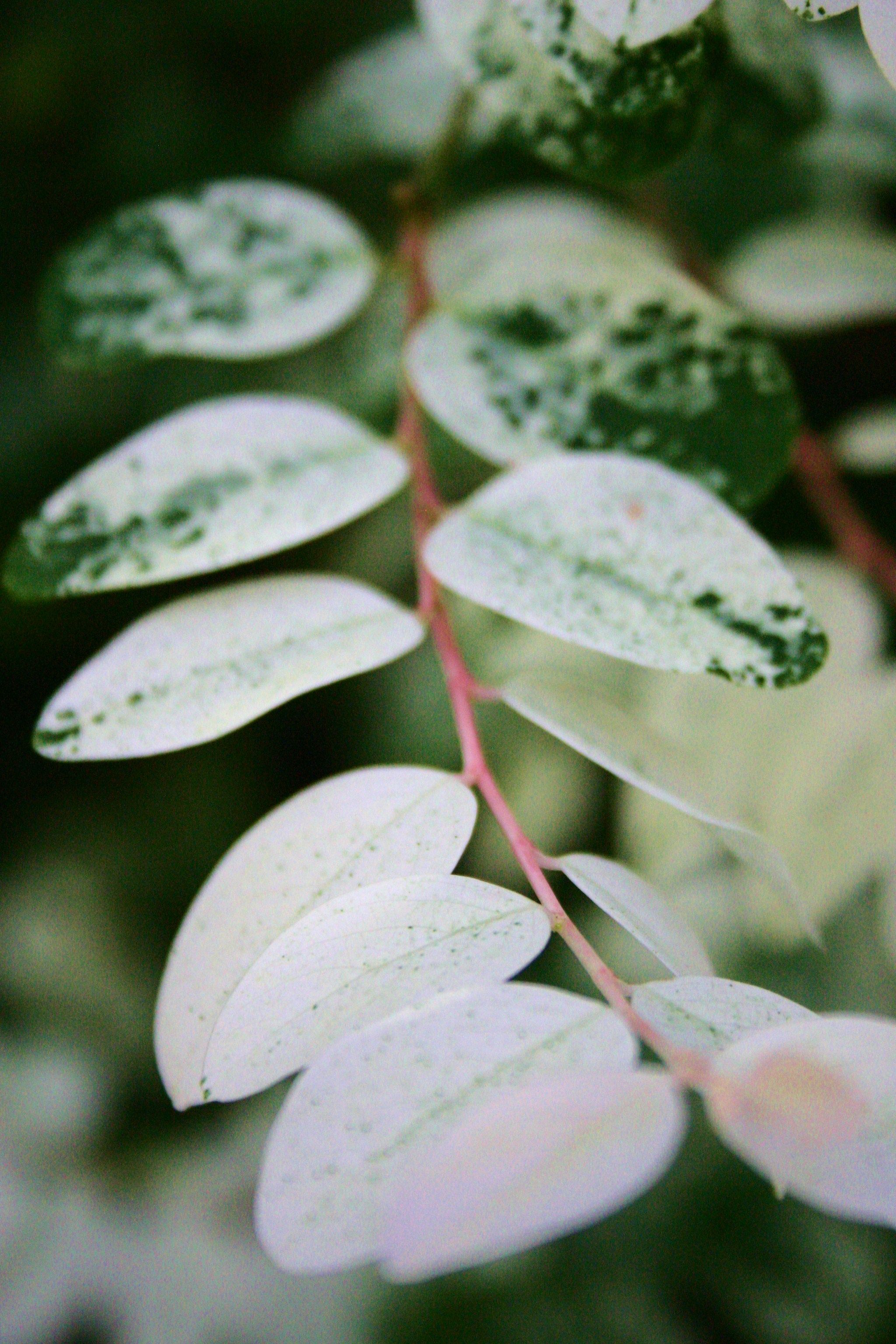 Stem of Green Plant With Green Background · Free Stock Photo