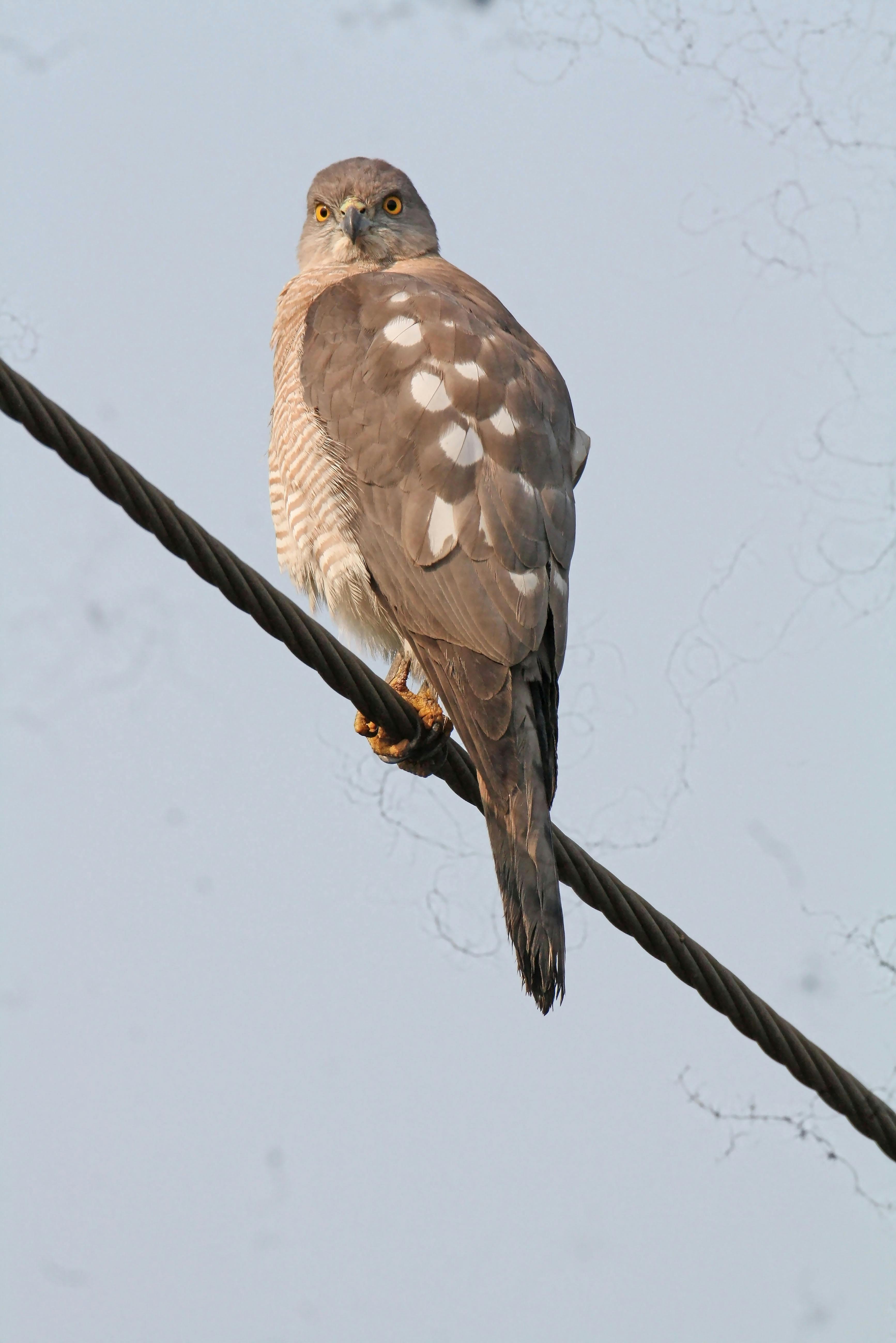 Little Banded Goshawk Photos, Download Free Little Banded Goshawk Stock ...