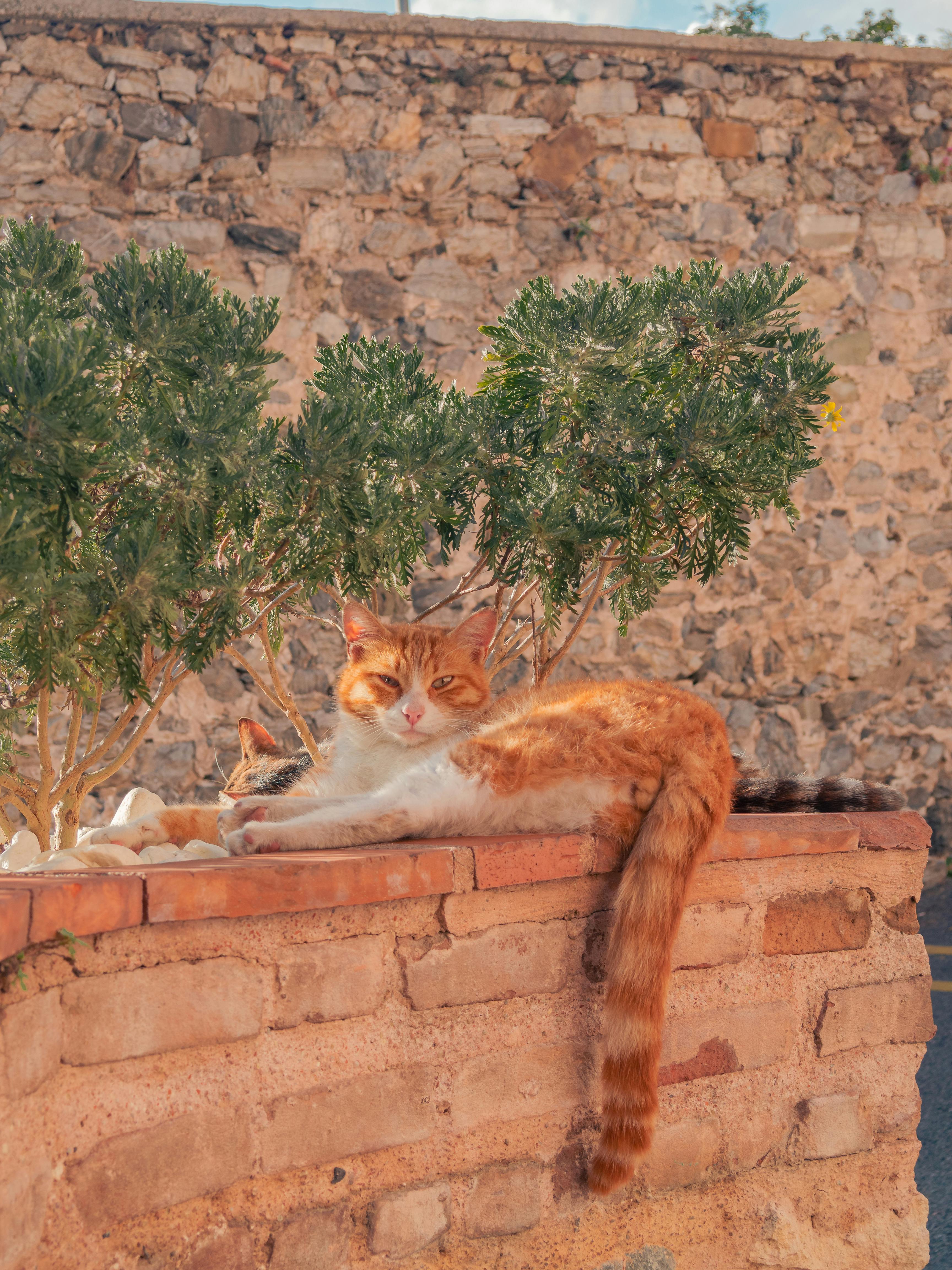 Architecture Wall Tails Photos, Download The BEST Free Architecture ...